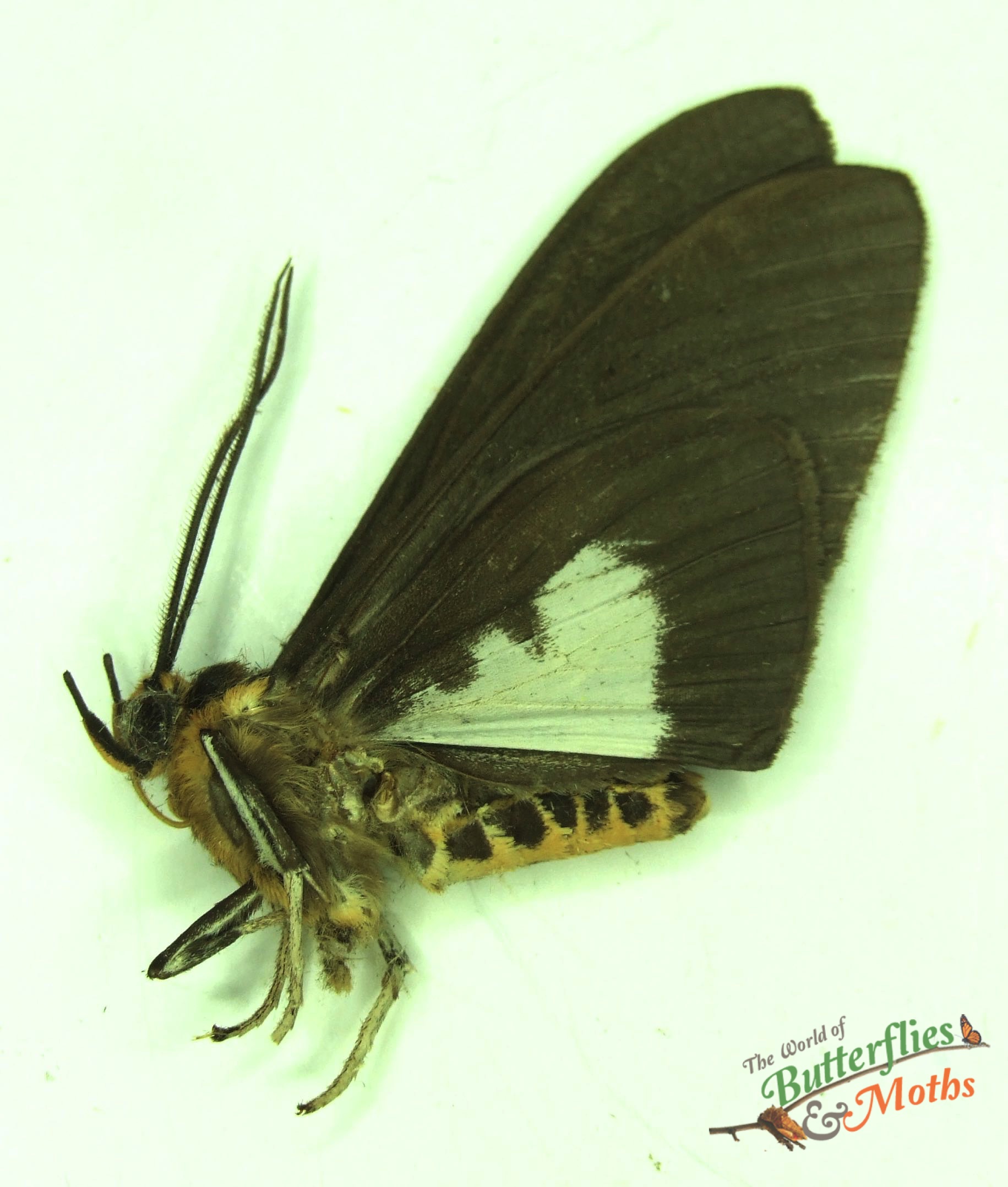 Asota heliconia White Strike moth AMBON - World of Butterflies and Moths