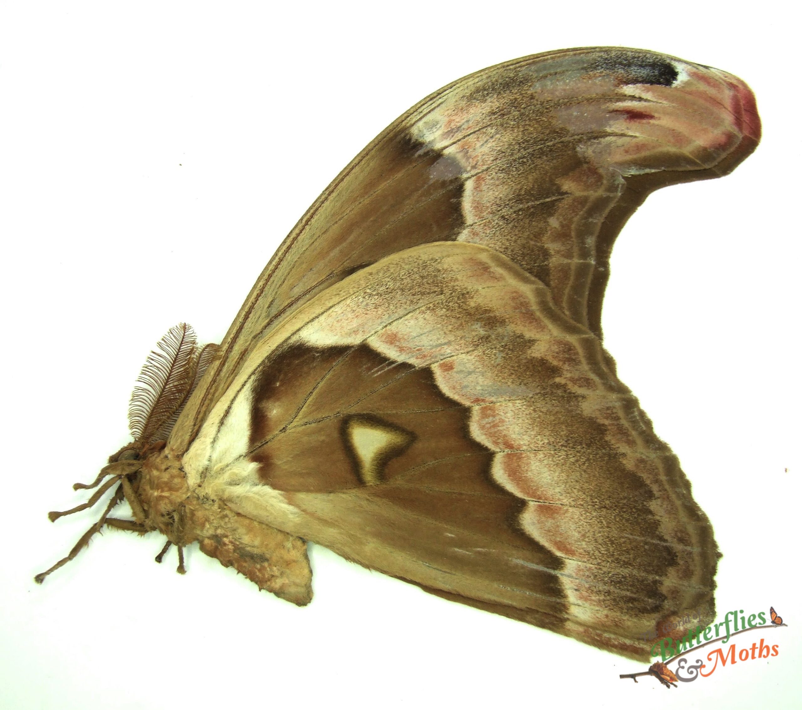 Attacus crameri Atlas Silk-moth AMBON (A1-) - World of Butterflies and ...