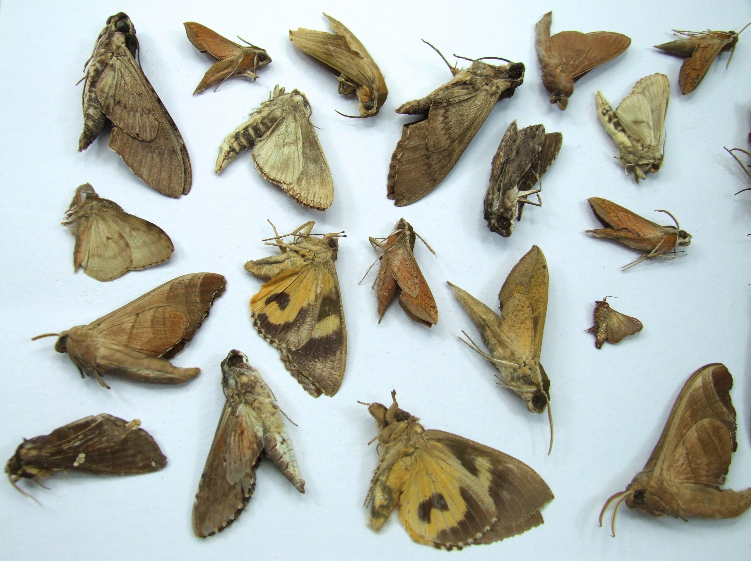 Natural History Specimens A-/A2 Hawkmoth Mix Collection x 22 CL07A Asia ...