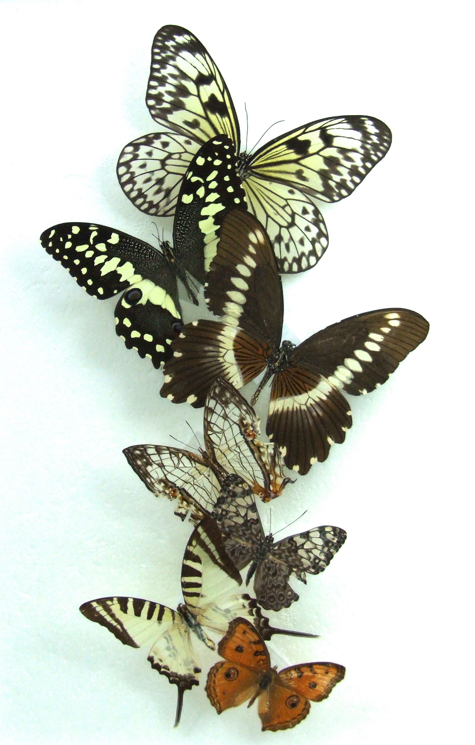 Natural History Specimens A2 Insect Butterflies x7 Collection CL33 ...