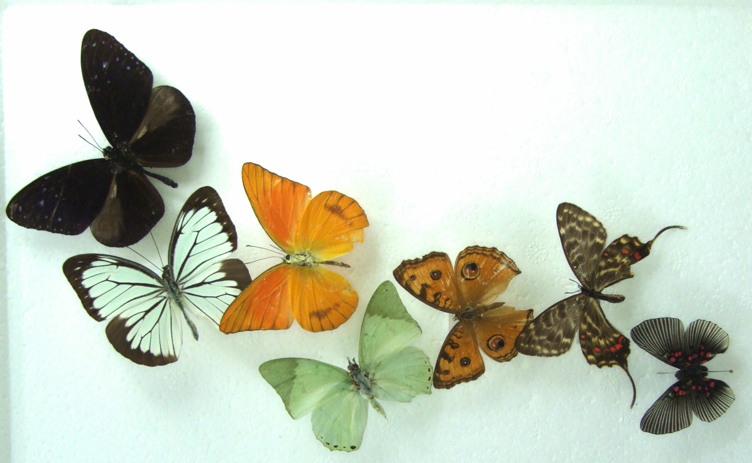 Natural History Specimens A2 Insect Butterflies x7 Collection CL34 ...