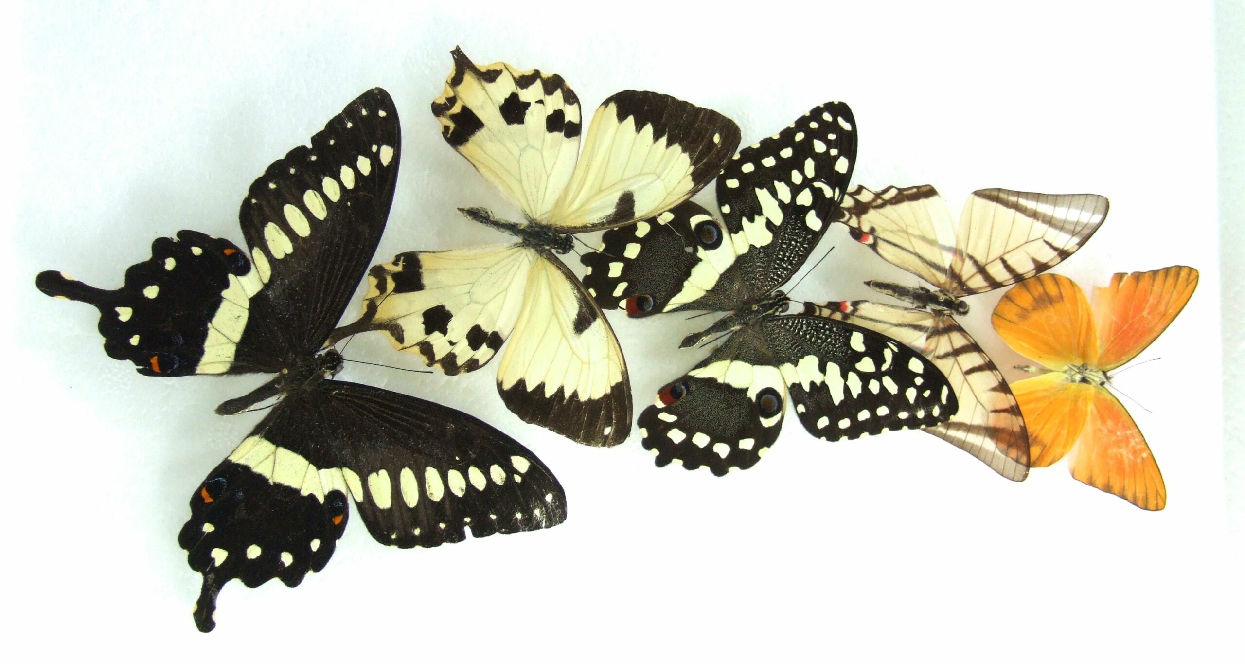 Natural History Specimens A2 Insect Butterflies x5 Collection CL36 ...