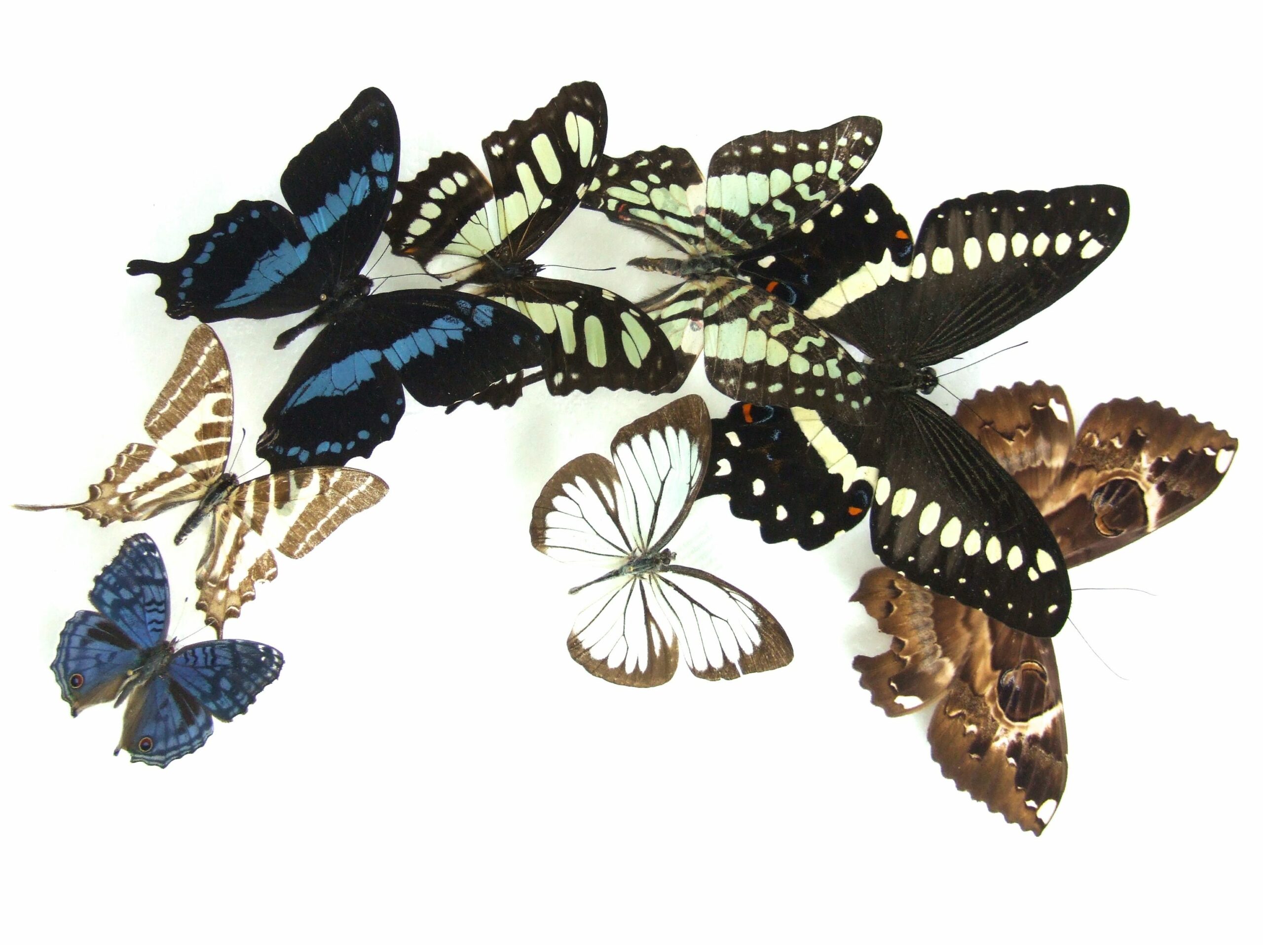 Natural History Specimens A2 Insect Butterflies/Moth x8 Collection CL37 ...