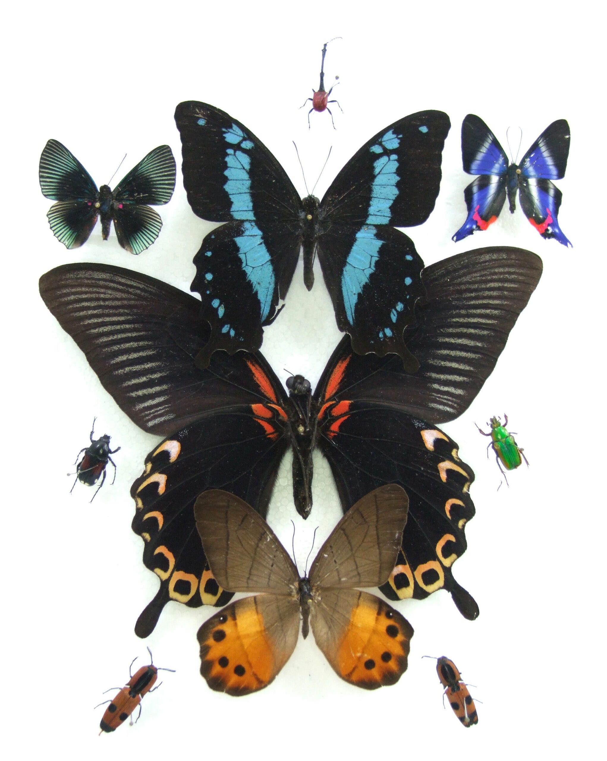 Natural History Specimens A2 Insect Butterflies/Beetles x 10 Collection ...