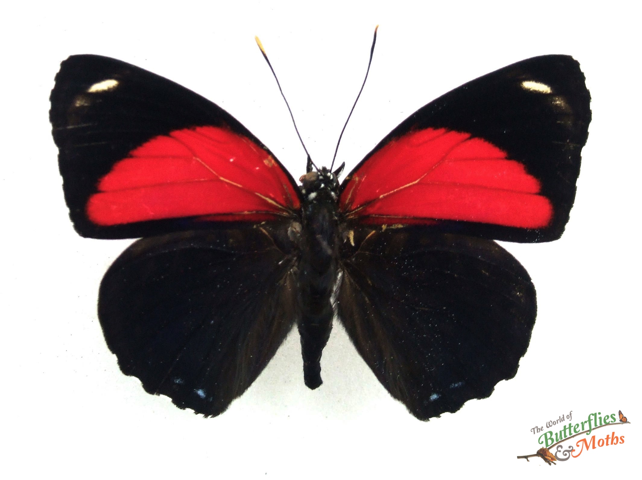 Callicore pygas Godart's Numberwing PERU - World of Butterflies and Moths