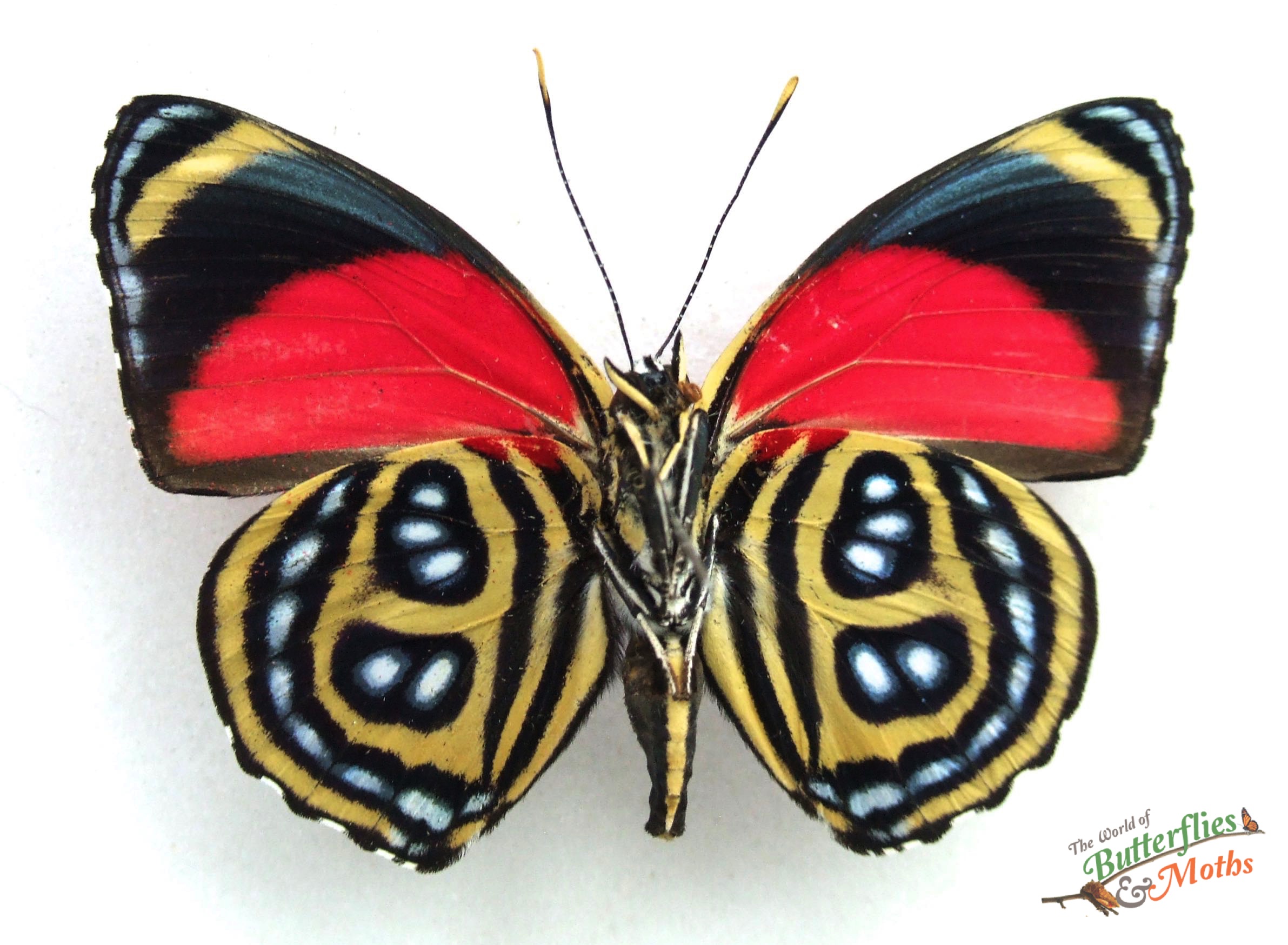 Callicore pygas Godart's Numberwing PERU - World of Butterflies and Moths