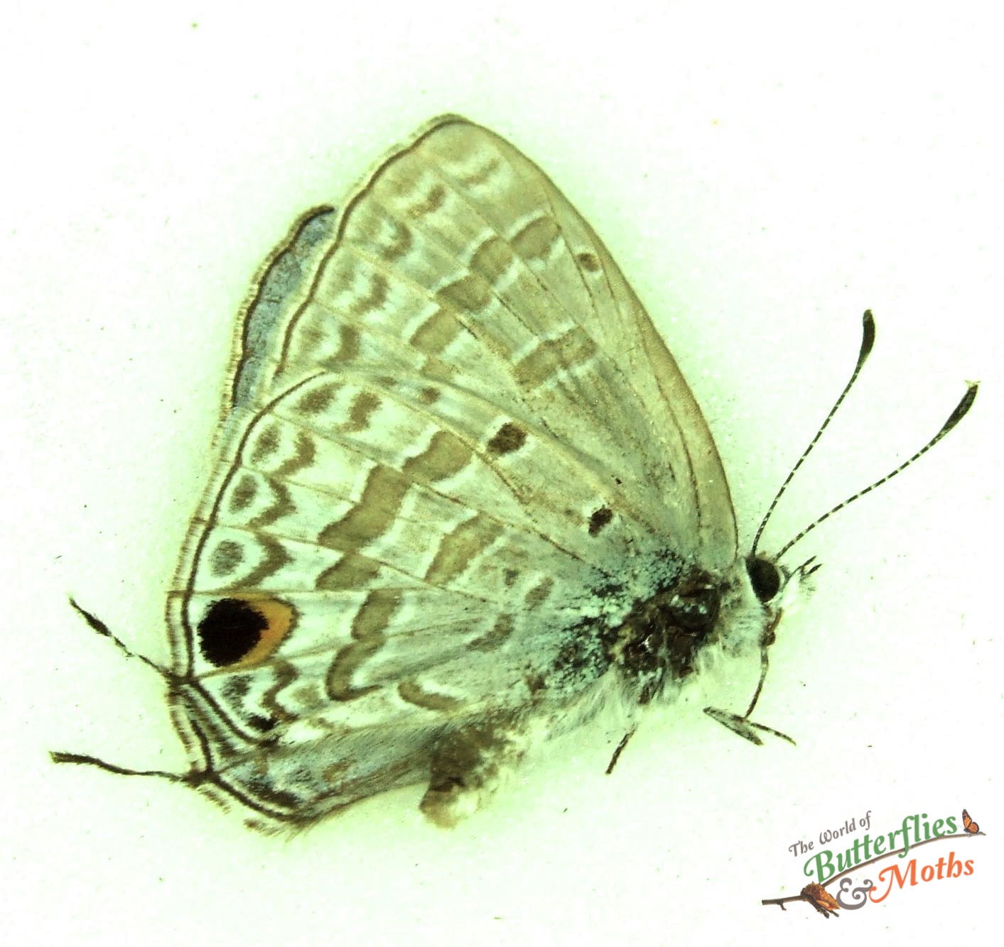 Catochrysops panormus AMBON - World of Butterflies and Moths