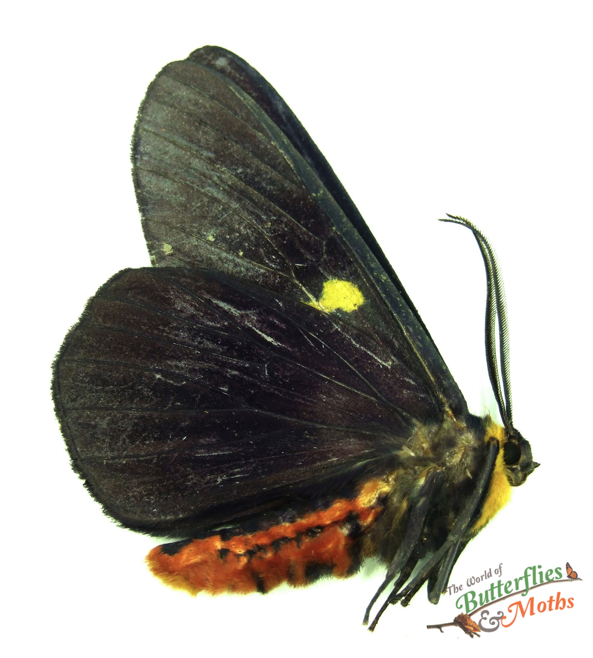 Dysphania poeyii Indonesia AMBON (A1-) - World of Butterflies and Moths