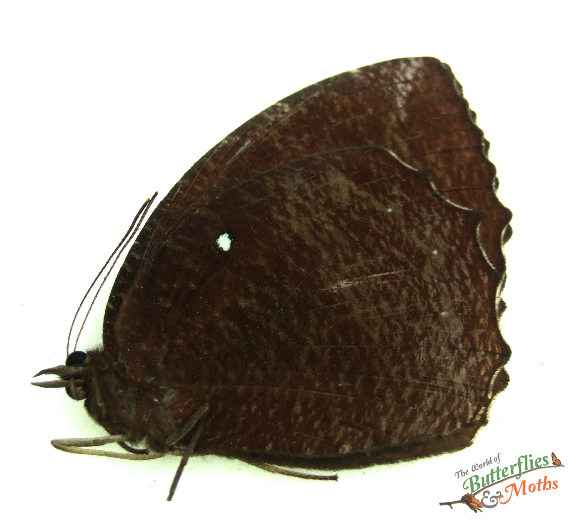 Elymnias hypermnestra Indonesia AMBON - World of Butterflies and Moths