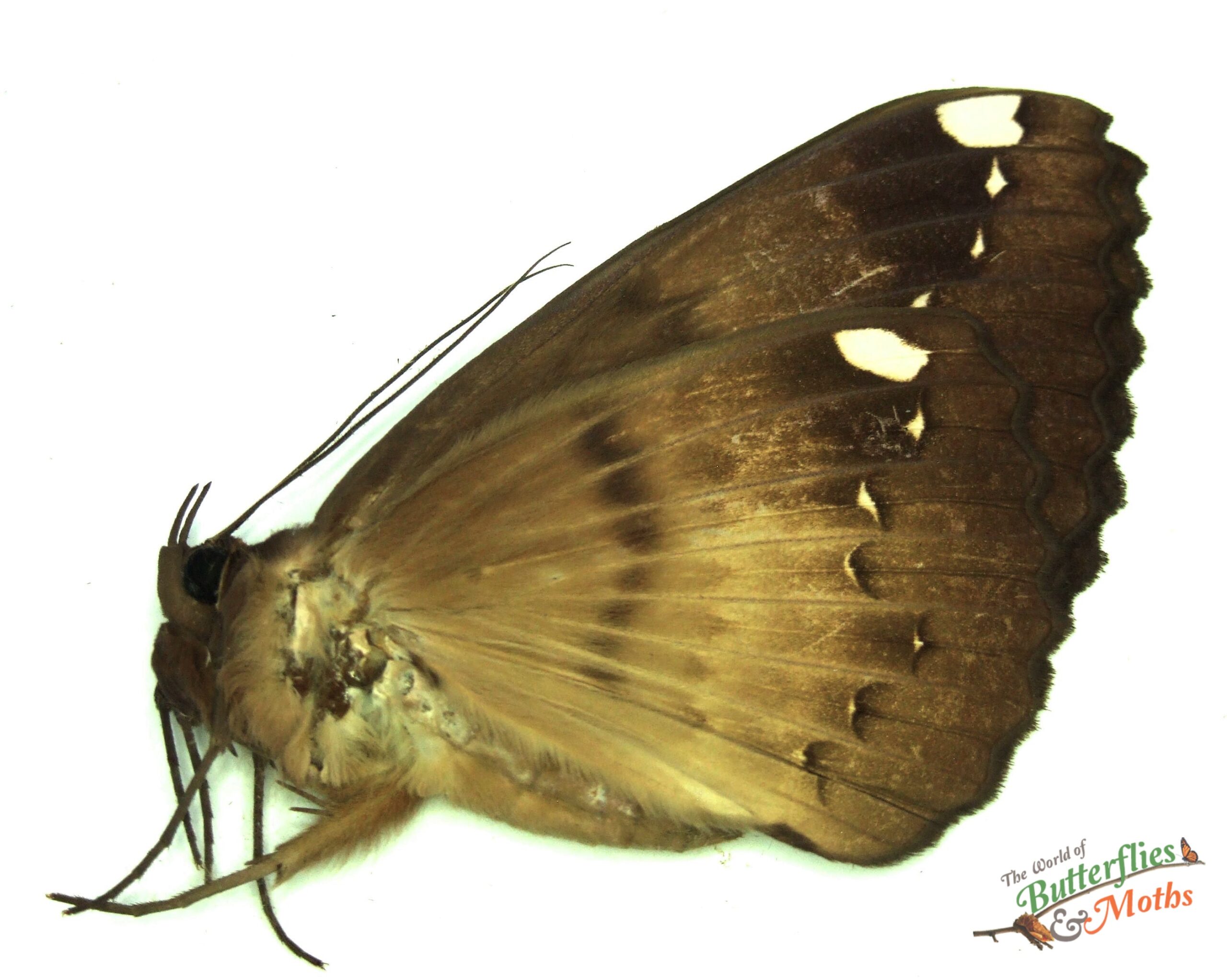 Erebus crepuscularis Owl Moth AMBON - World of Butterflies and Moths