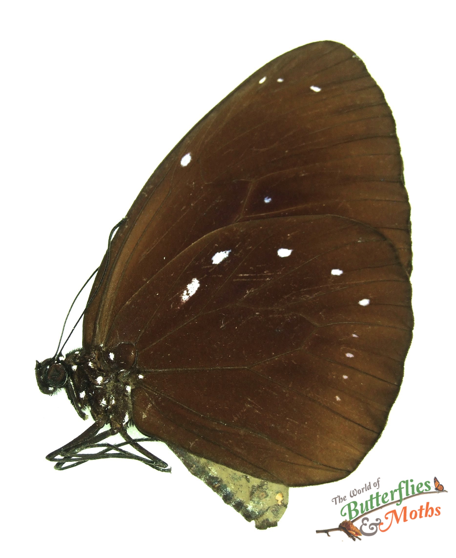 Euploea leucostictos (nemertes) bernsteini BACHAN FM (A1-) - World of ...
