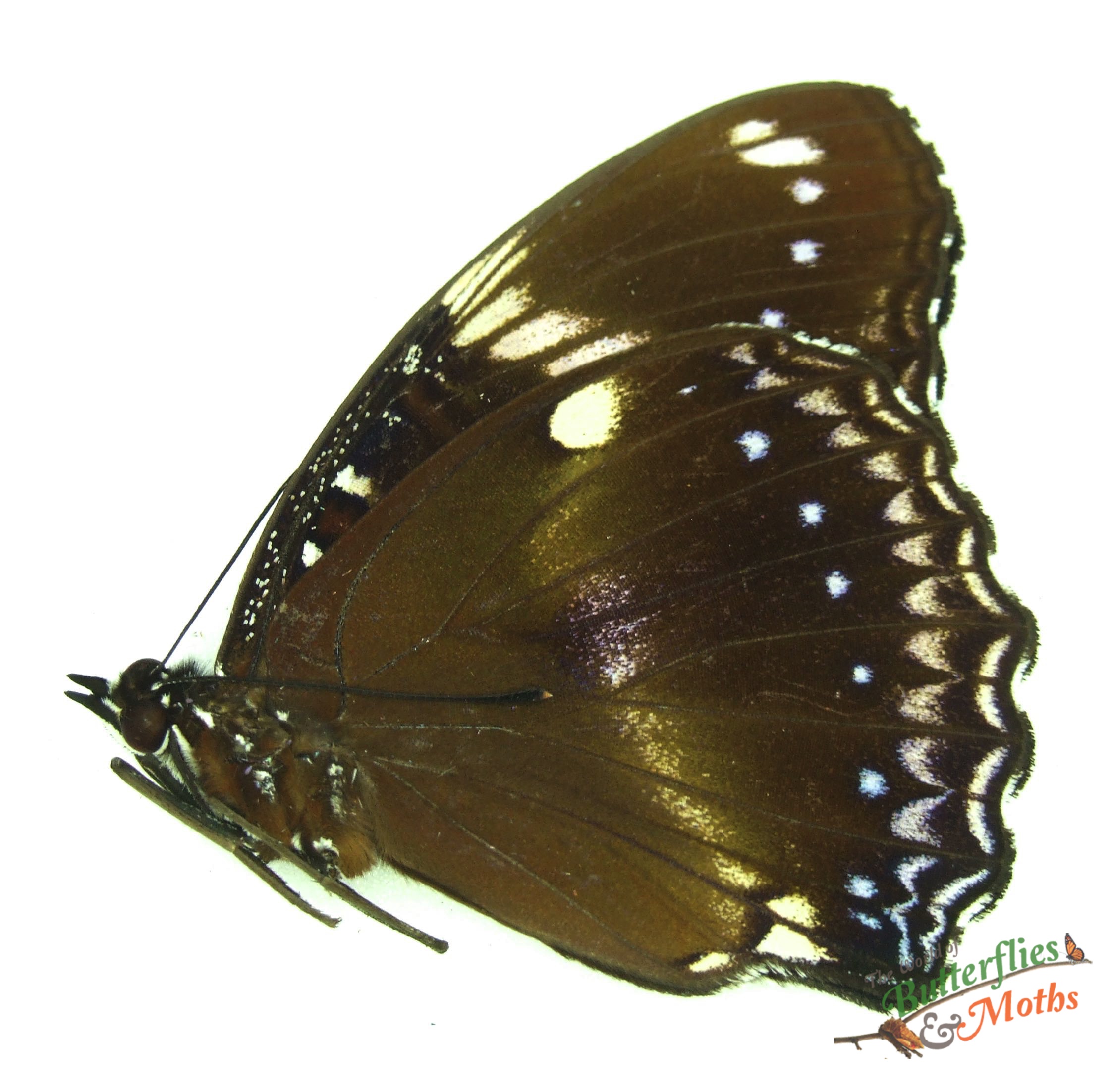 Hypolimnas bolina lisianassa Blue Moon butterfly BACHAN - World of ...
