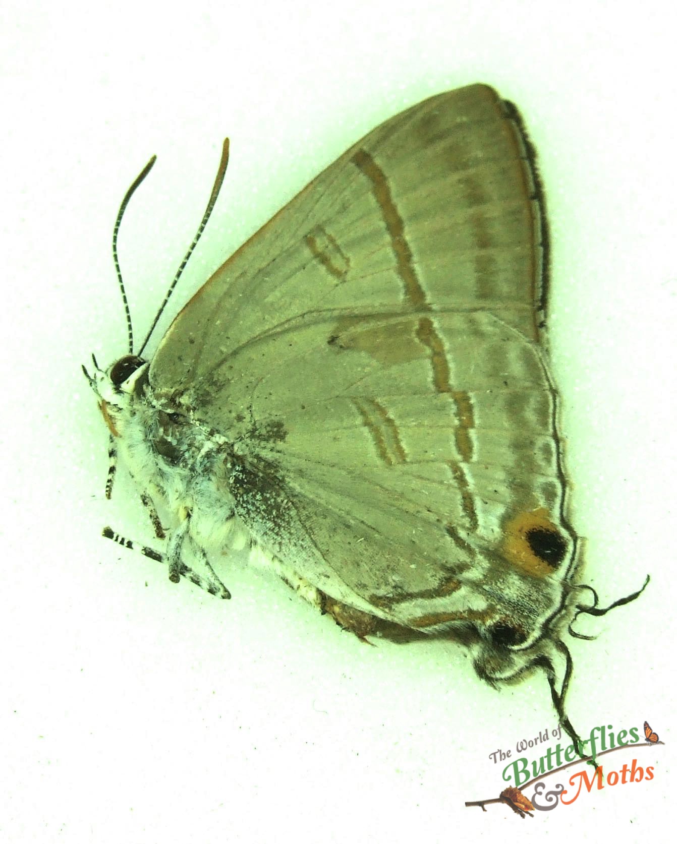 Hypolycaena erylus himavantus THAILAND - World of Butterflies and Moths