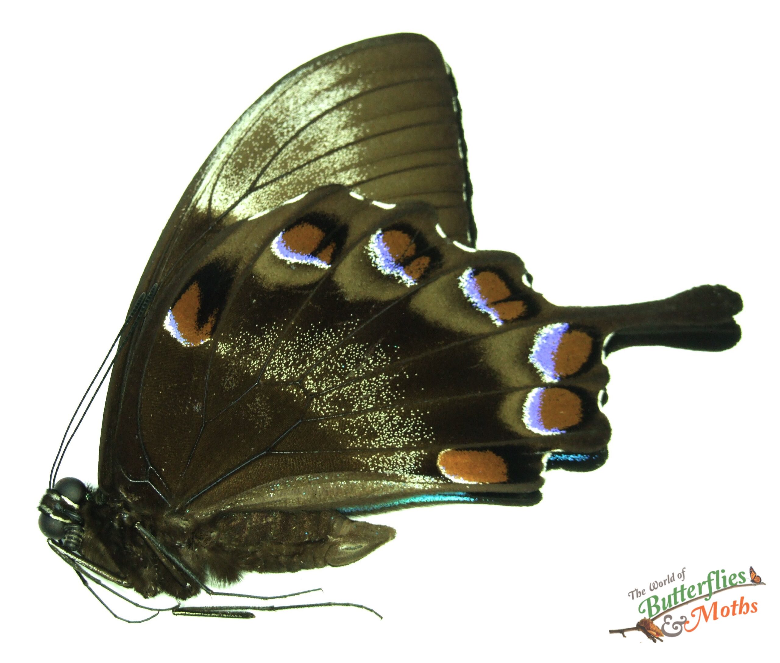 Papilio ulysses telegonus Blue Mountain Swallowtail BACHAN FM - World ...