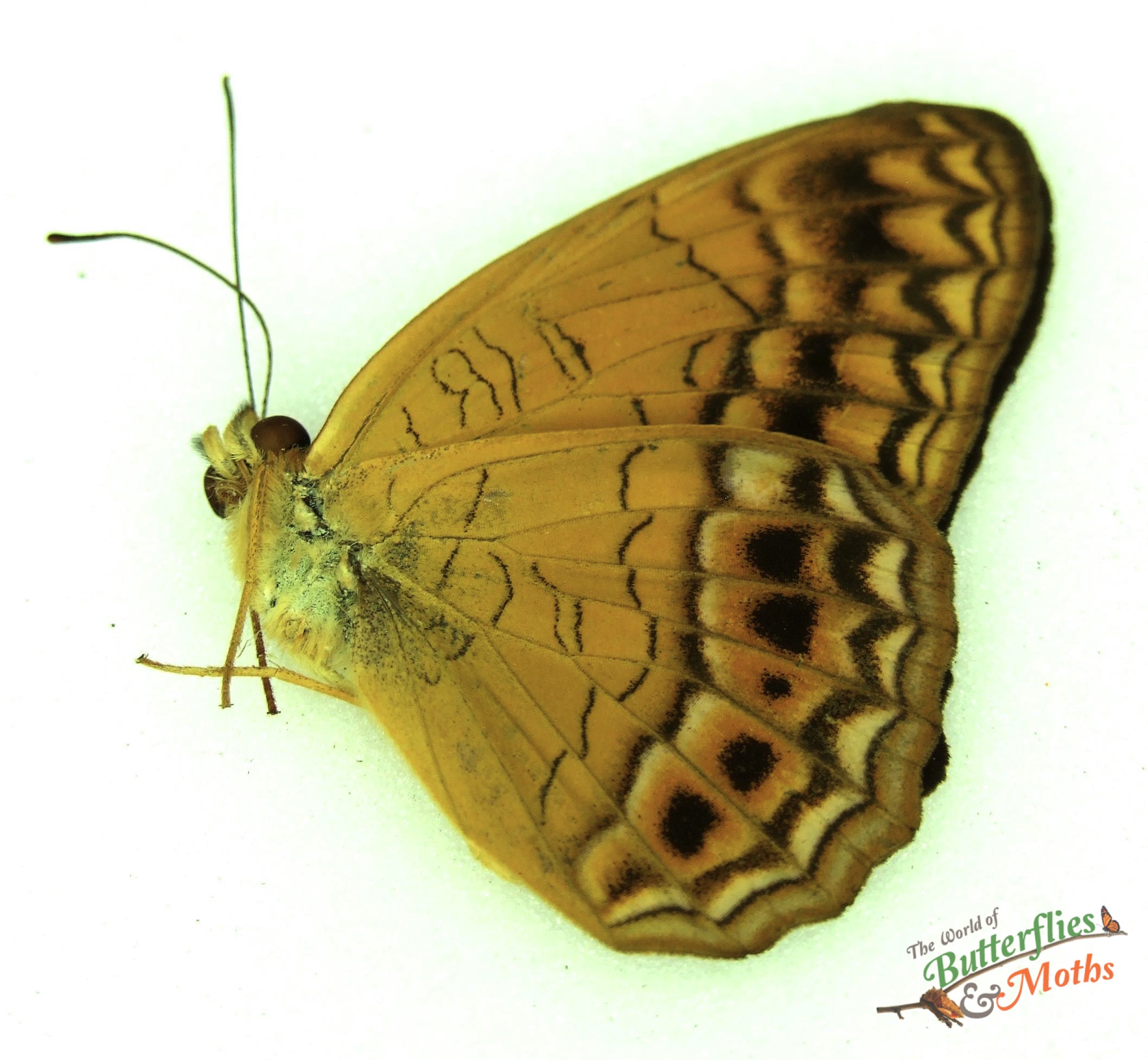 Phalanta alcippe quinta Small Leopard BACHAN - World of Butterflies and ...