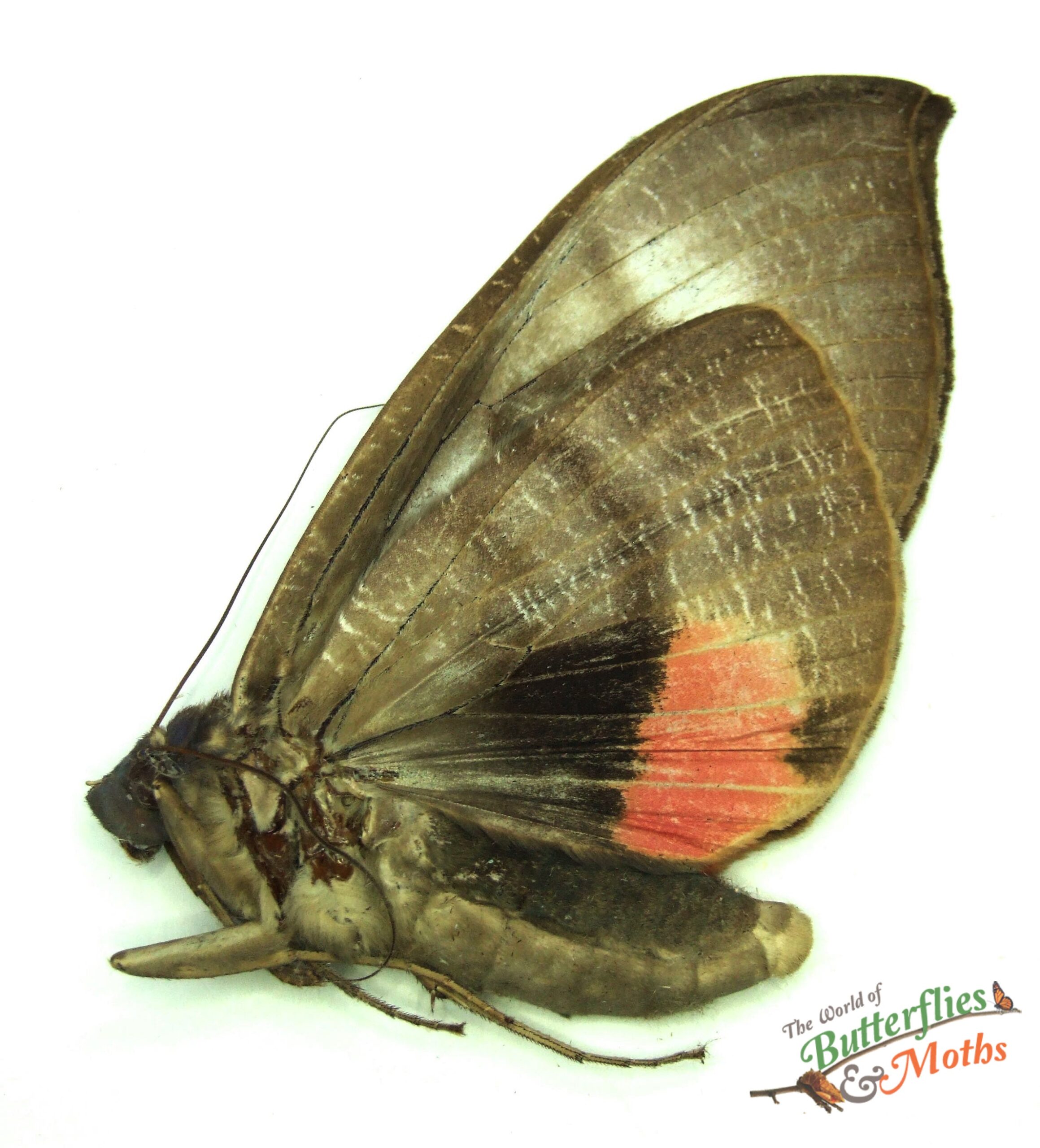 Phyllodes conspicillator Pink Moth AMBON - World of Butterflies and Moths
