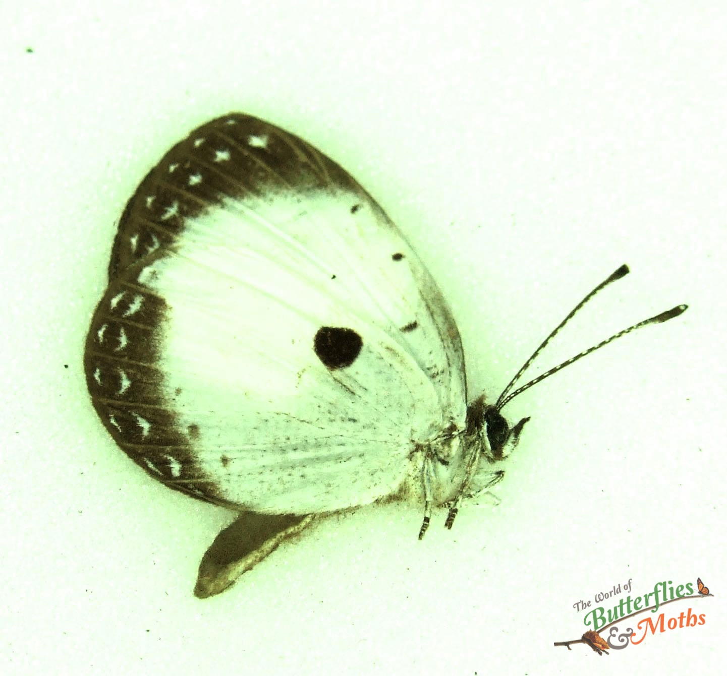 Pithecops dionisius AMBON M (A1-) - World of Butterflies and Moths