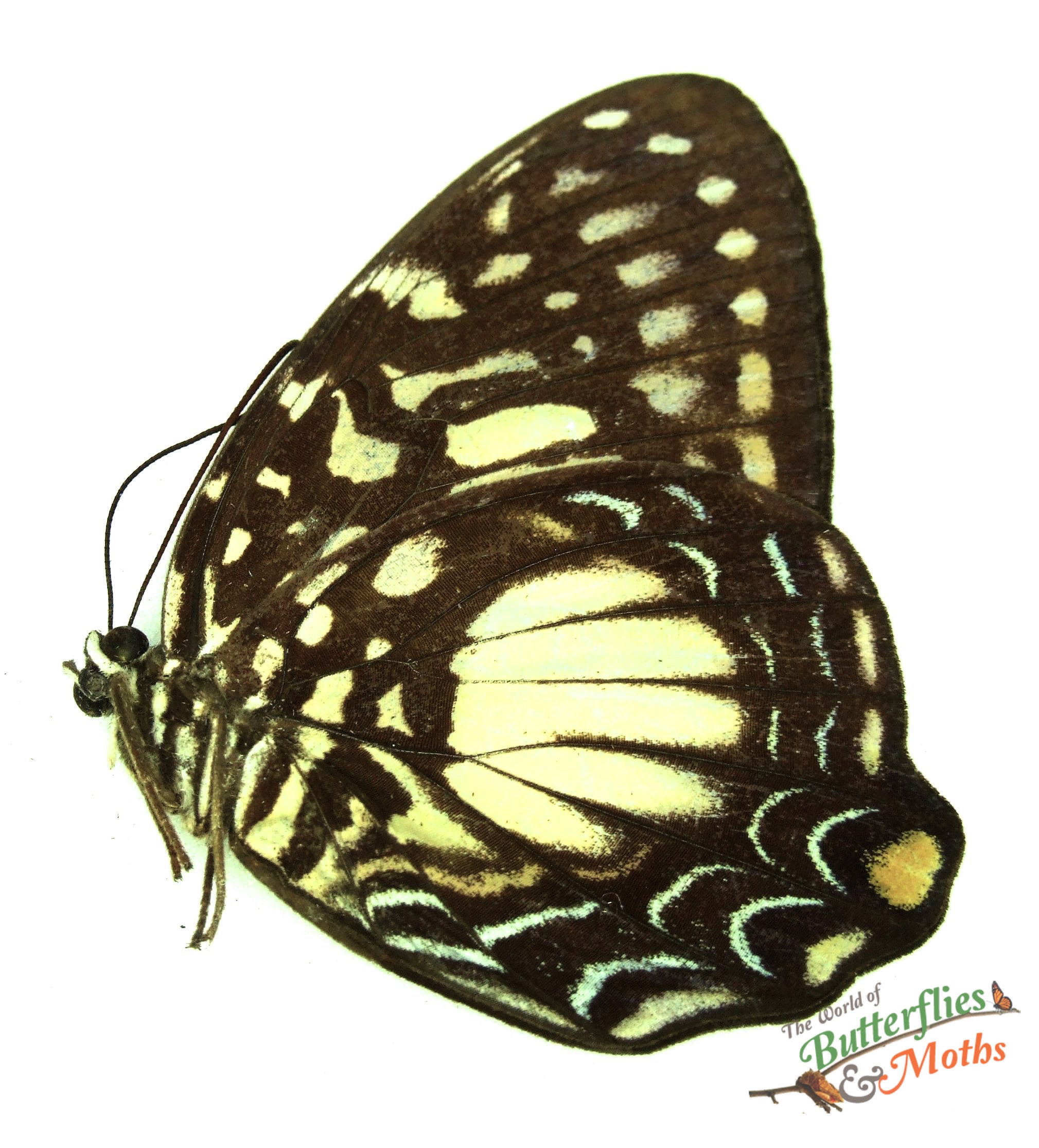 Prothoe australis mulderi BACHAN (A1-) - World of Butterflies and Moths