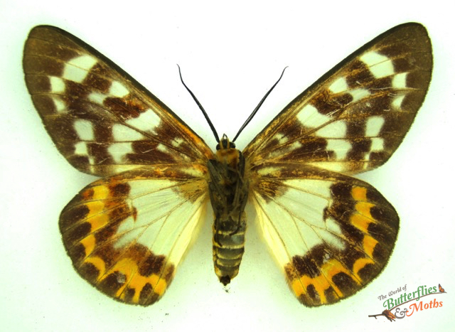 Dysphania cyane False Tiger moth AMBON - World of Butterflies and Moths