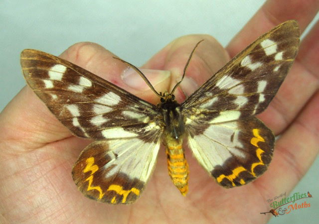 Dysphania cyane False Tiger moth AMBON - World of Butterflies and Moths