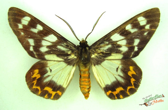 Dysphania cyane False Tiger moth AMBON - World of Butterflies and Moths