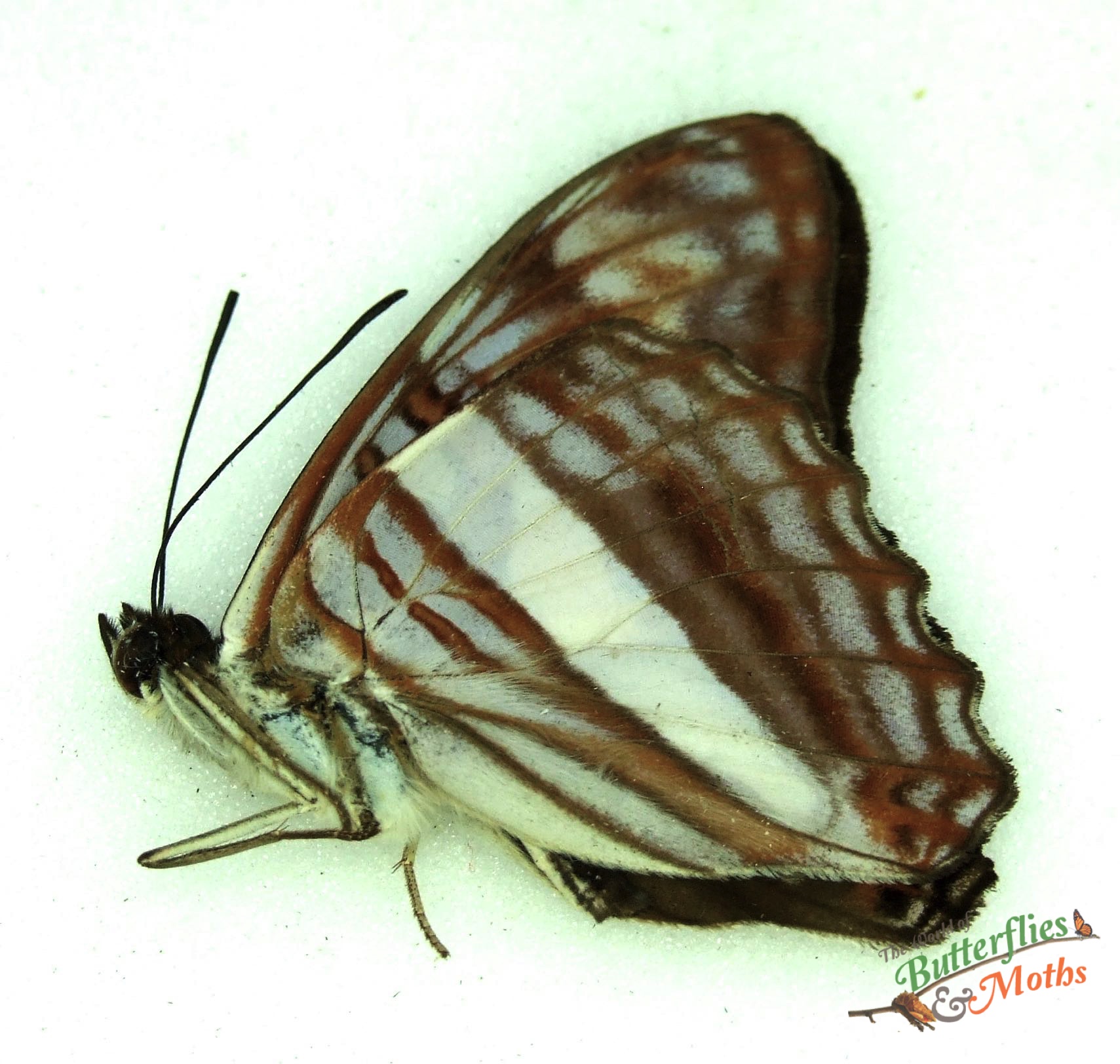 Adelpha alala The Alala sister Peru - World of Butterflies and Moths