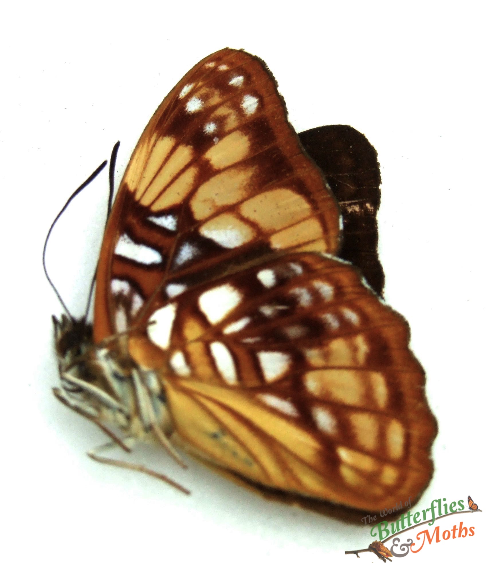 Adelpha irmina The Irmina Sister Peru - World of Butterflies and Moths