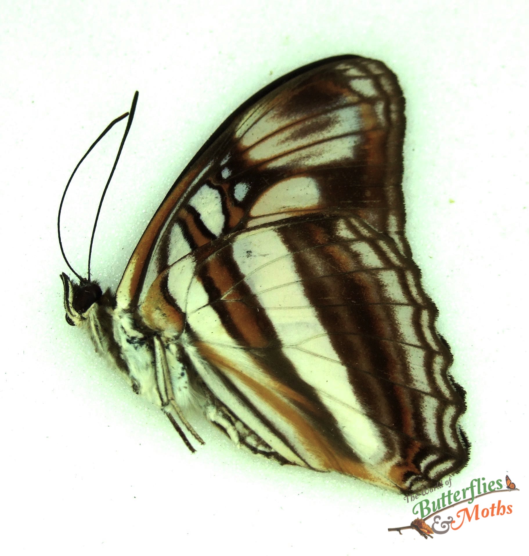 Adelpha melona The Melona Sister Peru - World of Butterflies and Moths
