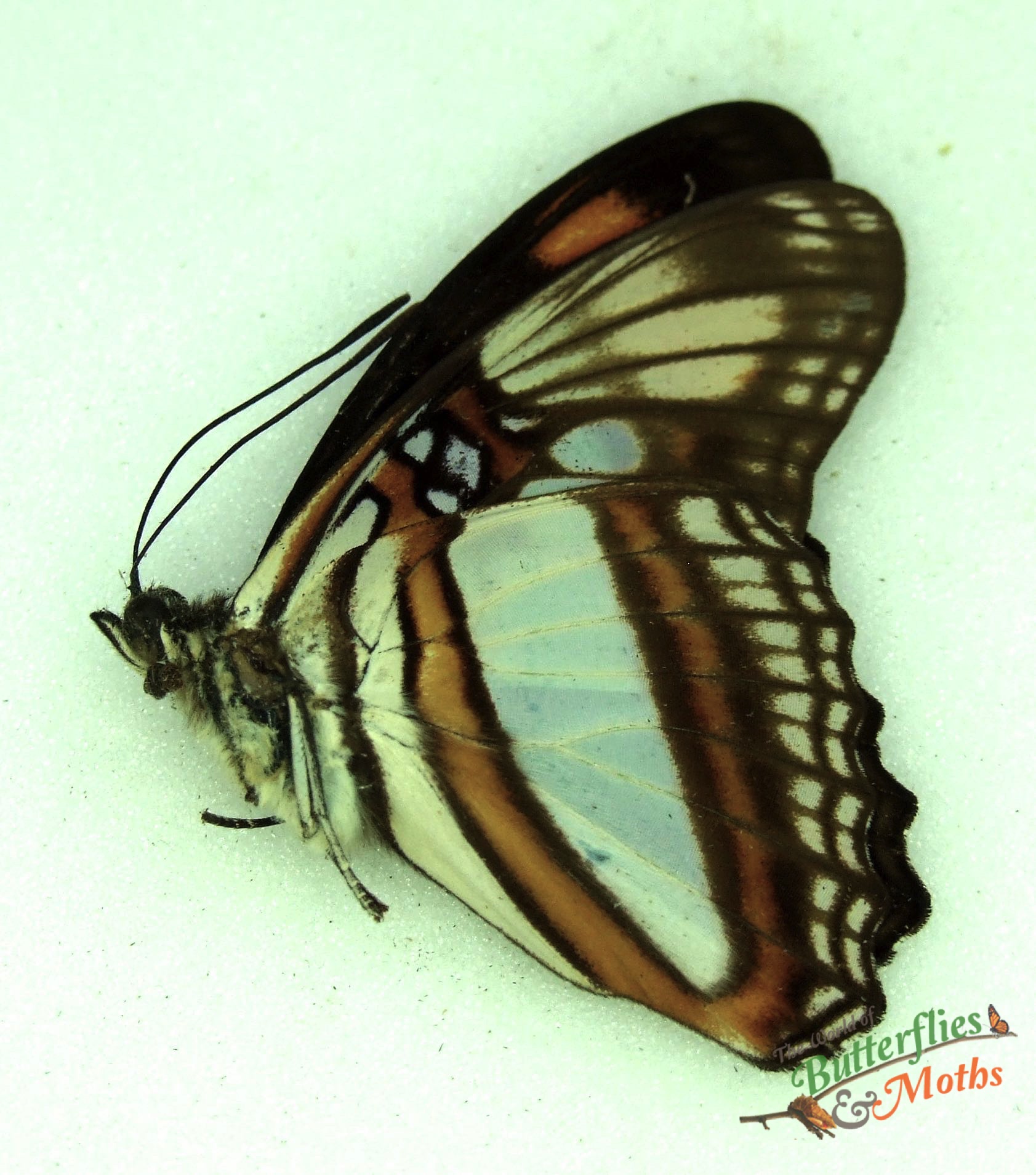 Adelpha serpa The Celerio Sister Peru A1- World of Butterflies and Moths