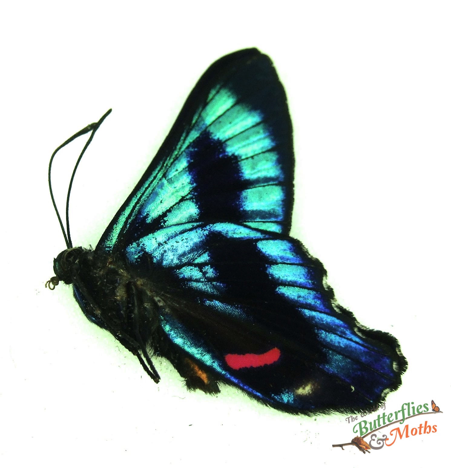 Ancyluris etias etias PERU - World of Butterflies and Moths