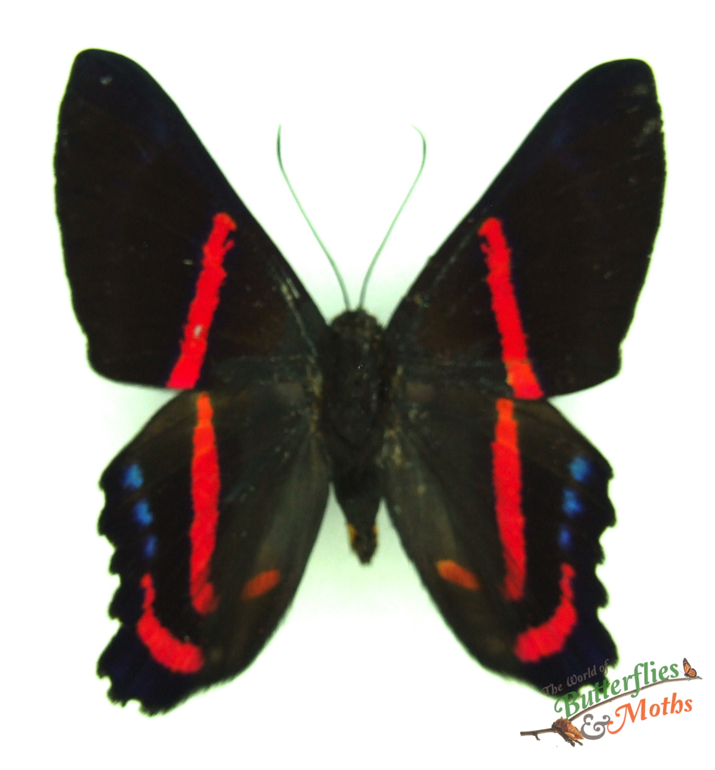 Ancyluris etias etias PERU - World of Butterflies and Moths