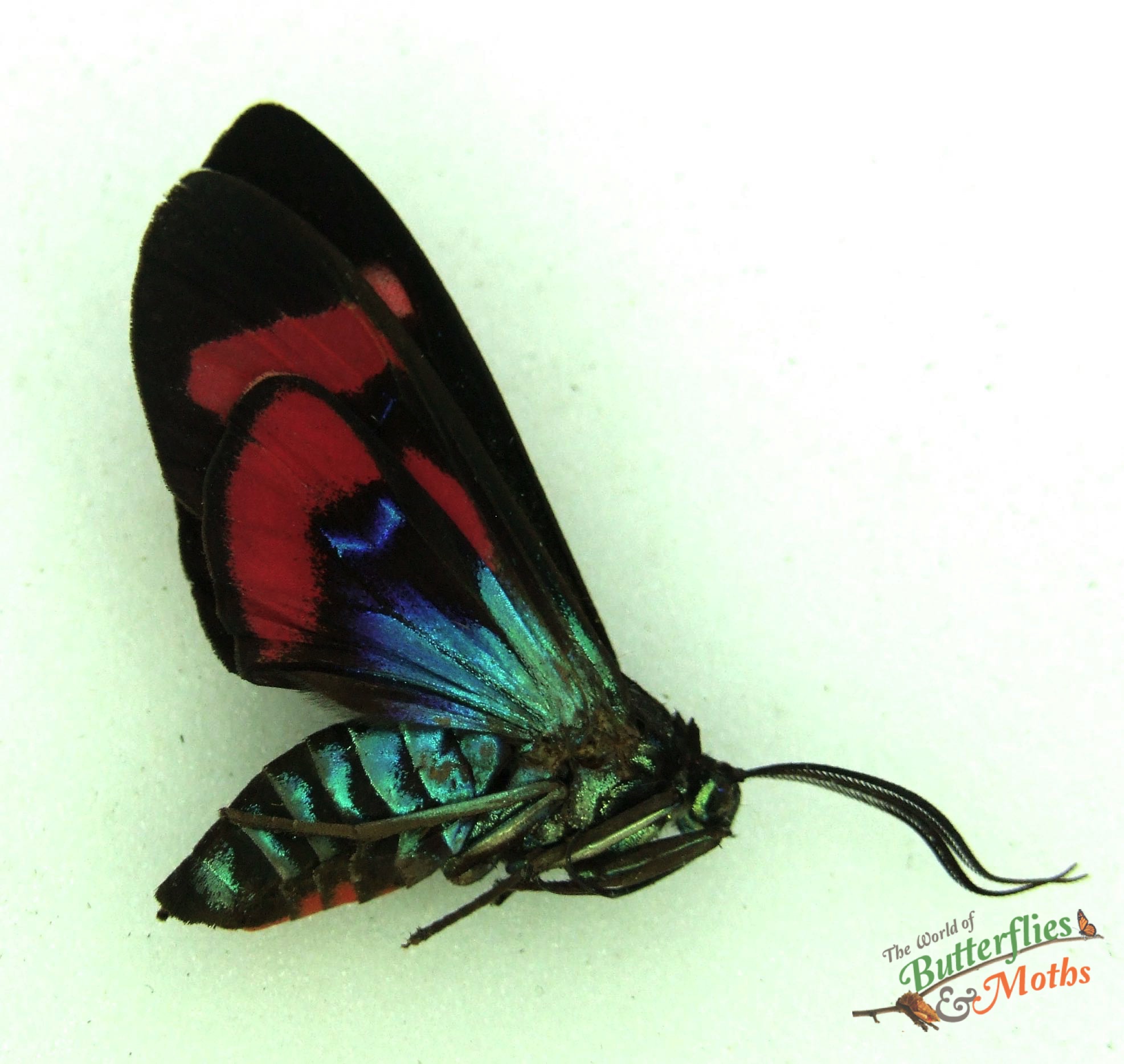 Tiger Moth Arctiide PERU FM #03 - World of Butterflies and Moths