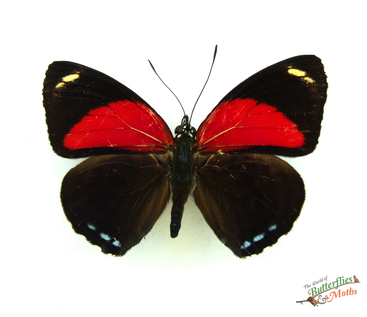 Callicore cyllene Eighty Eight PERU A1- World of Butterflies and Moths