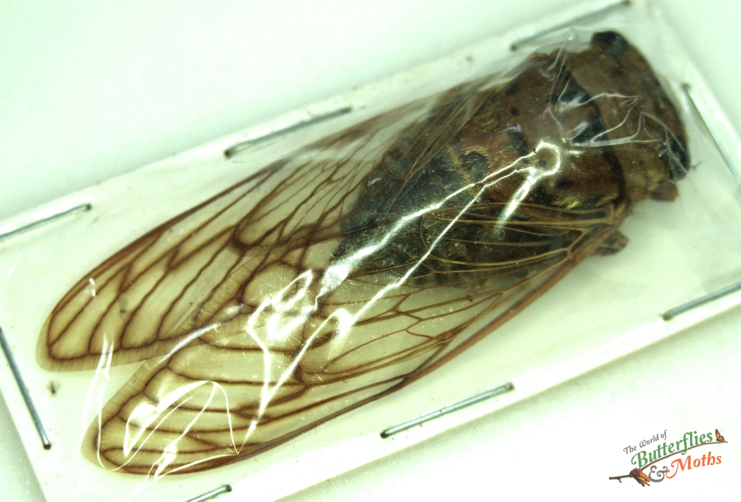 Cicada species Large TYP01 PERU - World of Butterflies and Moths