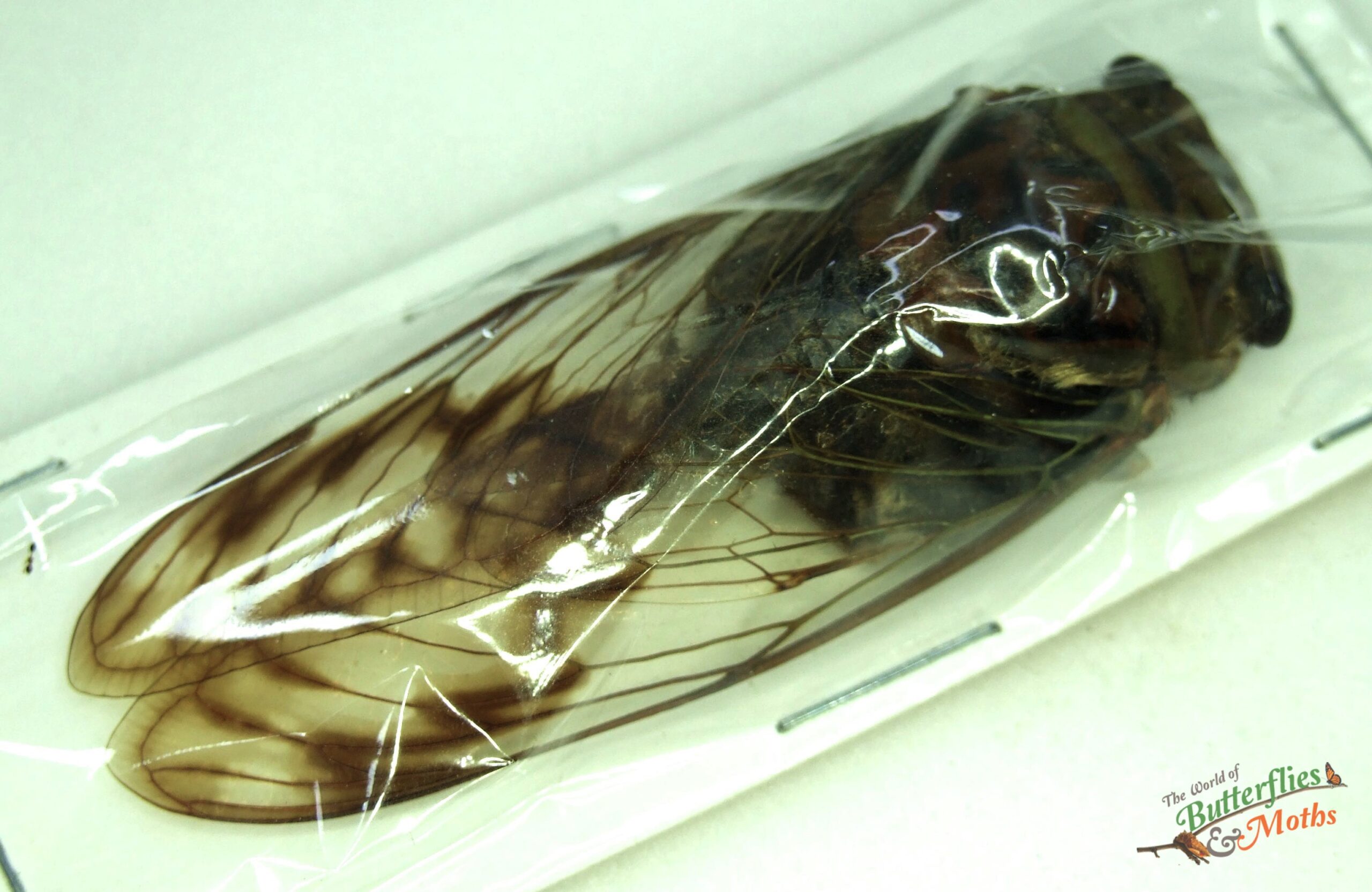 Cicada species Large TYP02 PERU - World of Butterflies and Moths