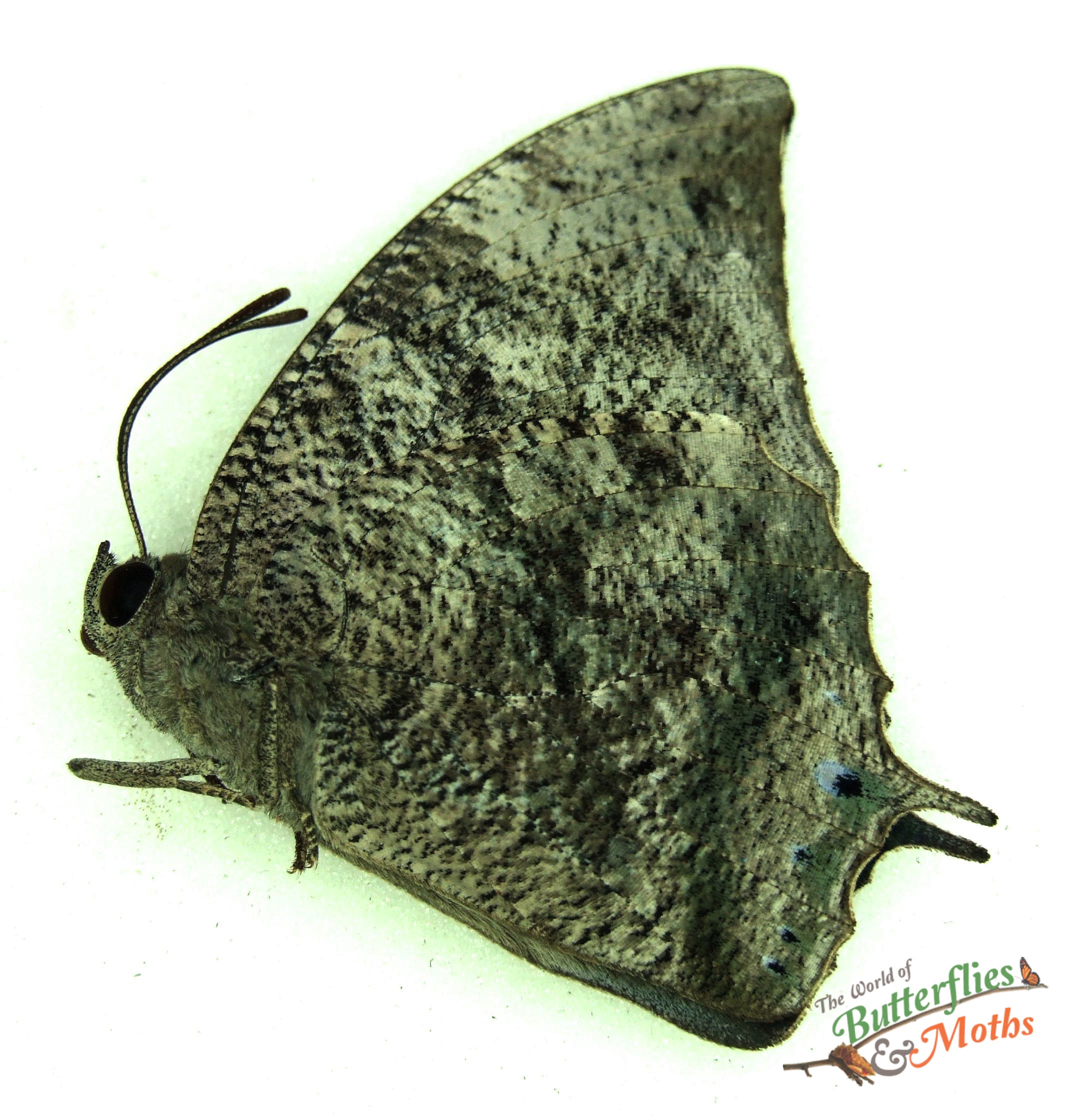 Memphis xenocles The Corner Leafwing - World of Butterflies and Moths