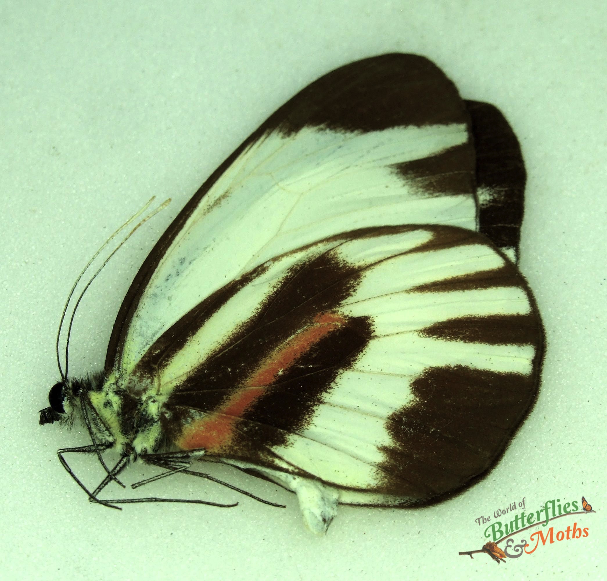 Perrhybris pamela The Pamela butterfly Peru A1- World of Butterflies ...