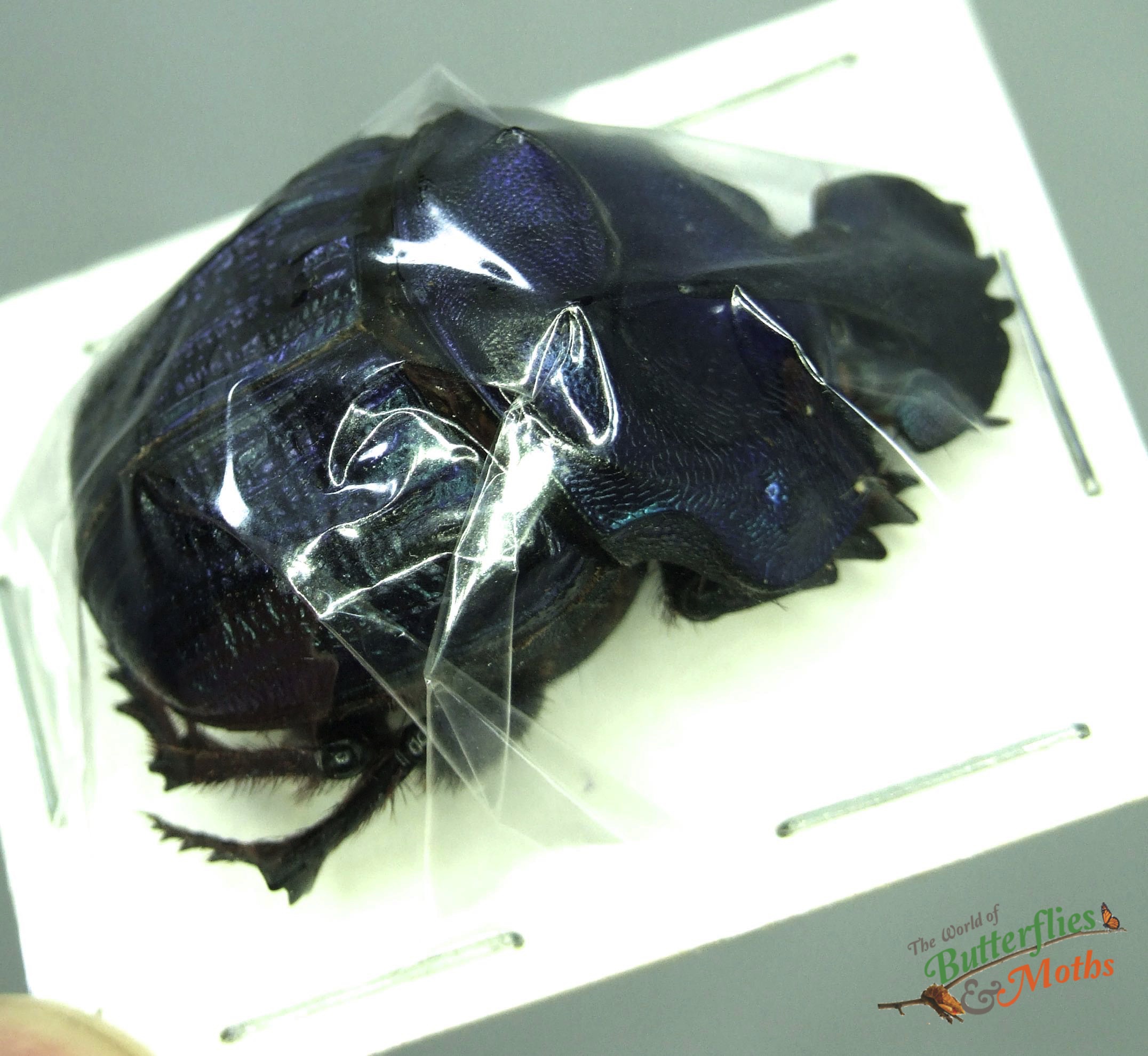 Coprophanaeus lancifer Blue Horned Scarab PERU - World of Butterflies ...