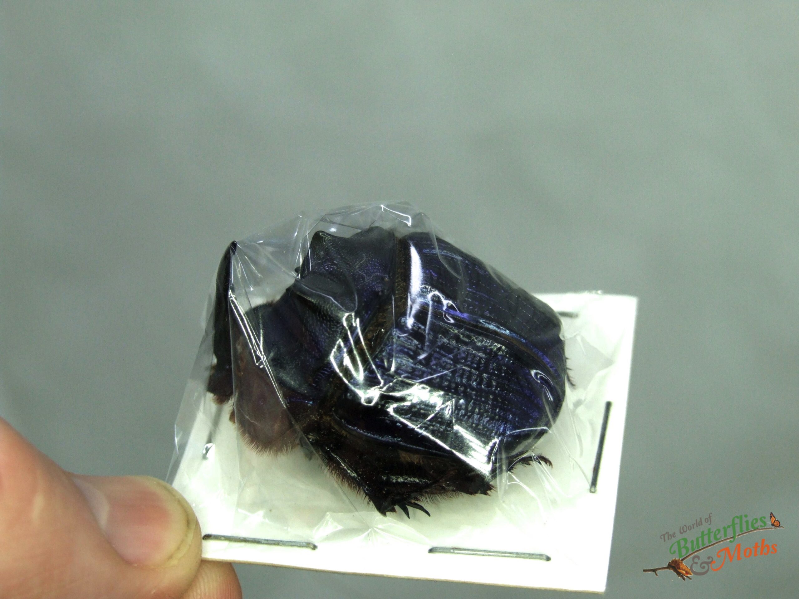 Coprophanaeus lancifer Blue Horned Scarab PERU - World of Butterflies ...