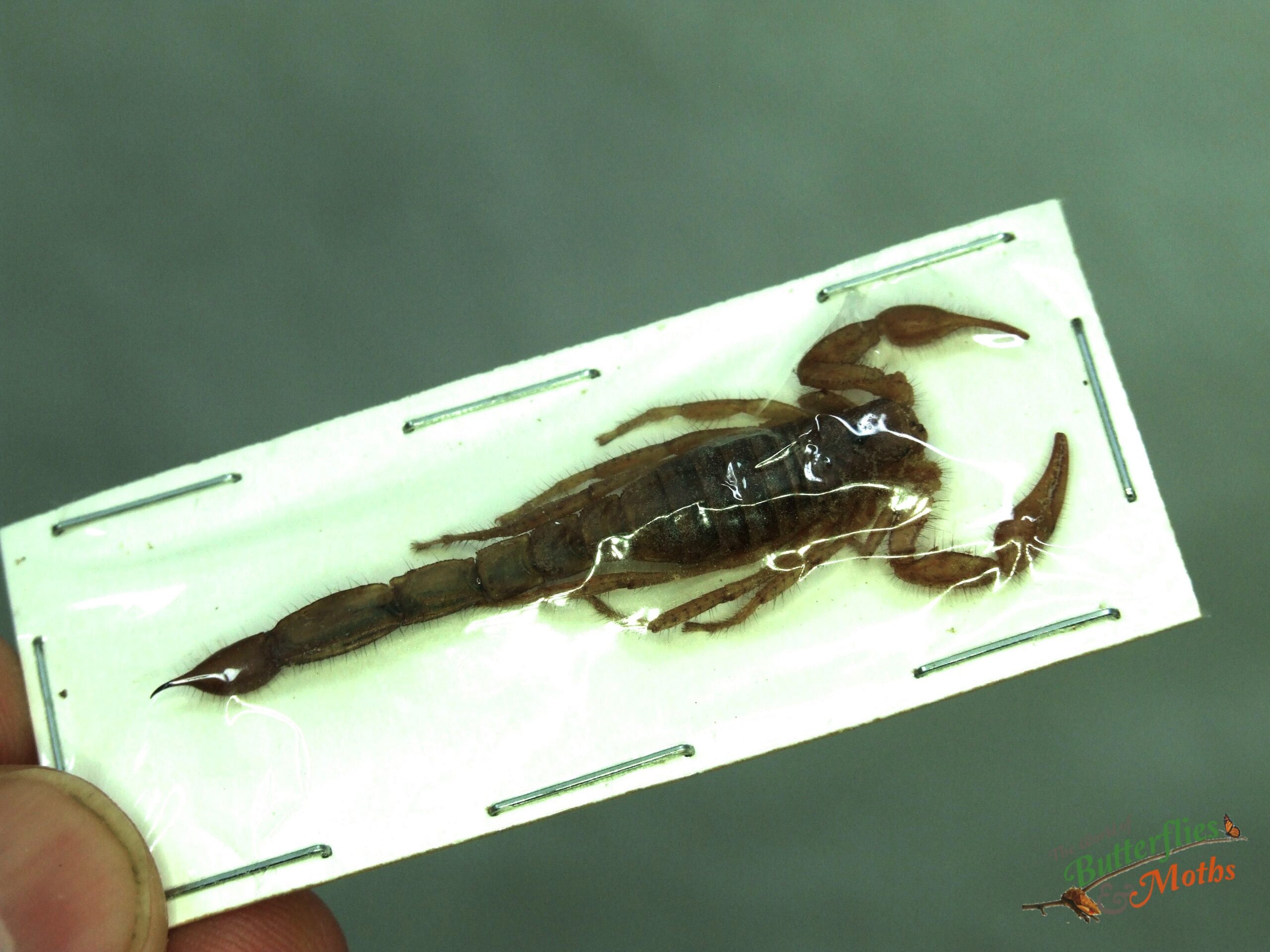 Tintyus trevittatus Brazilian Red House Scorpion Peru - World of ...