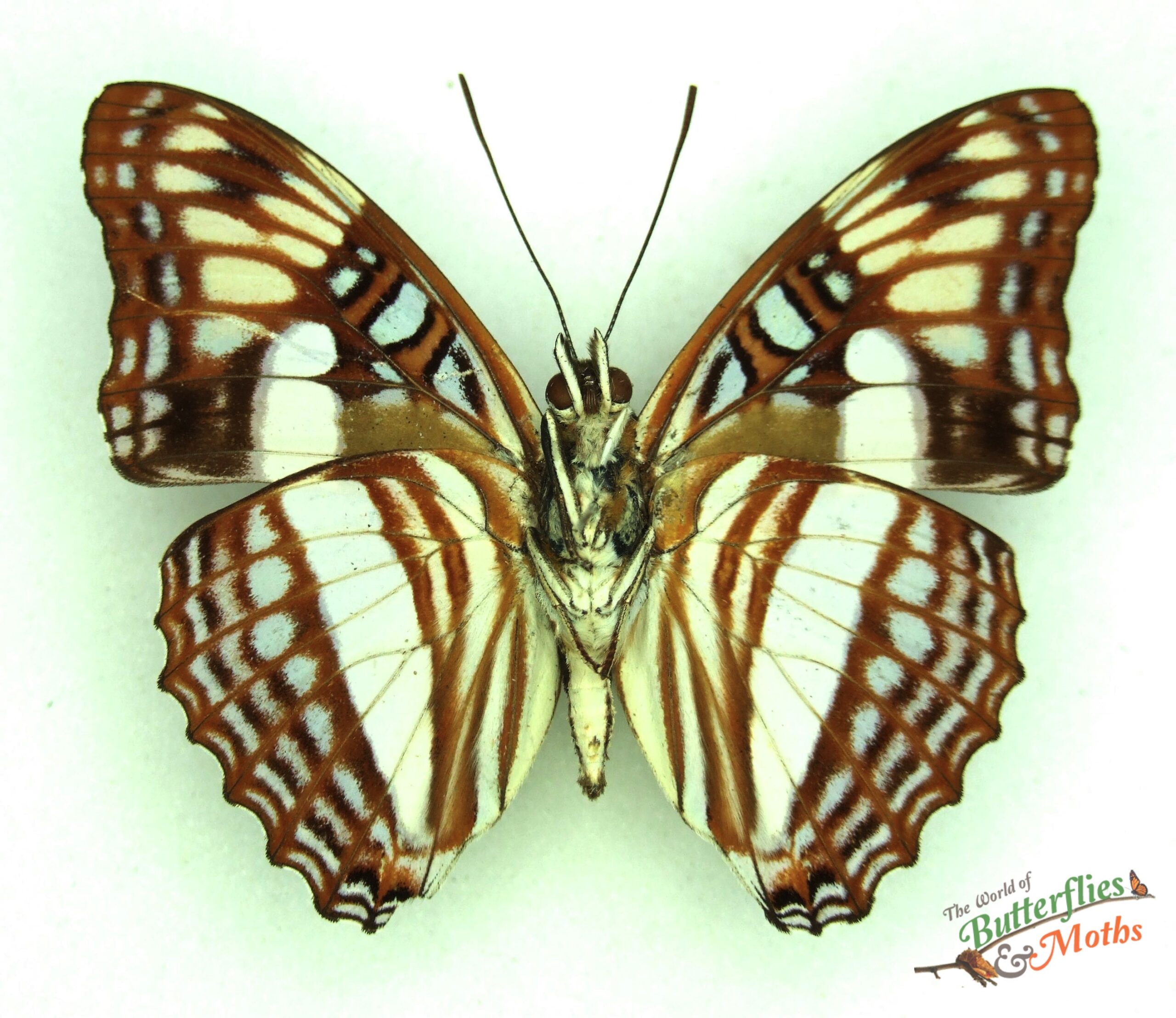 Adelpha erotia f. lerna The Lerna Sister Peru - World of Butterflies ...