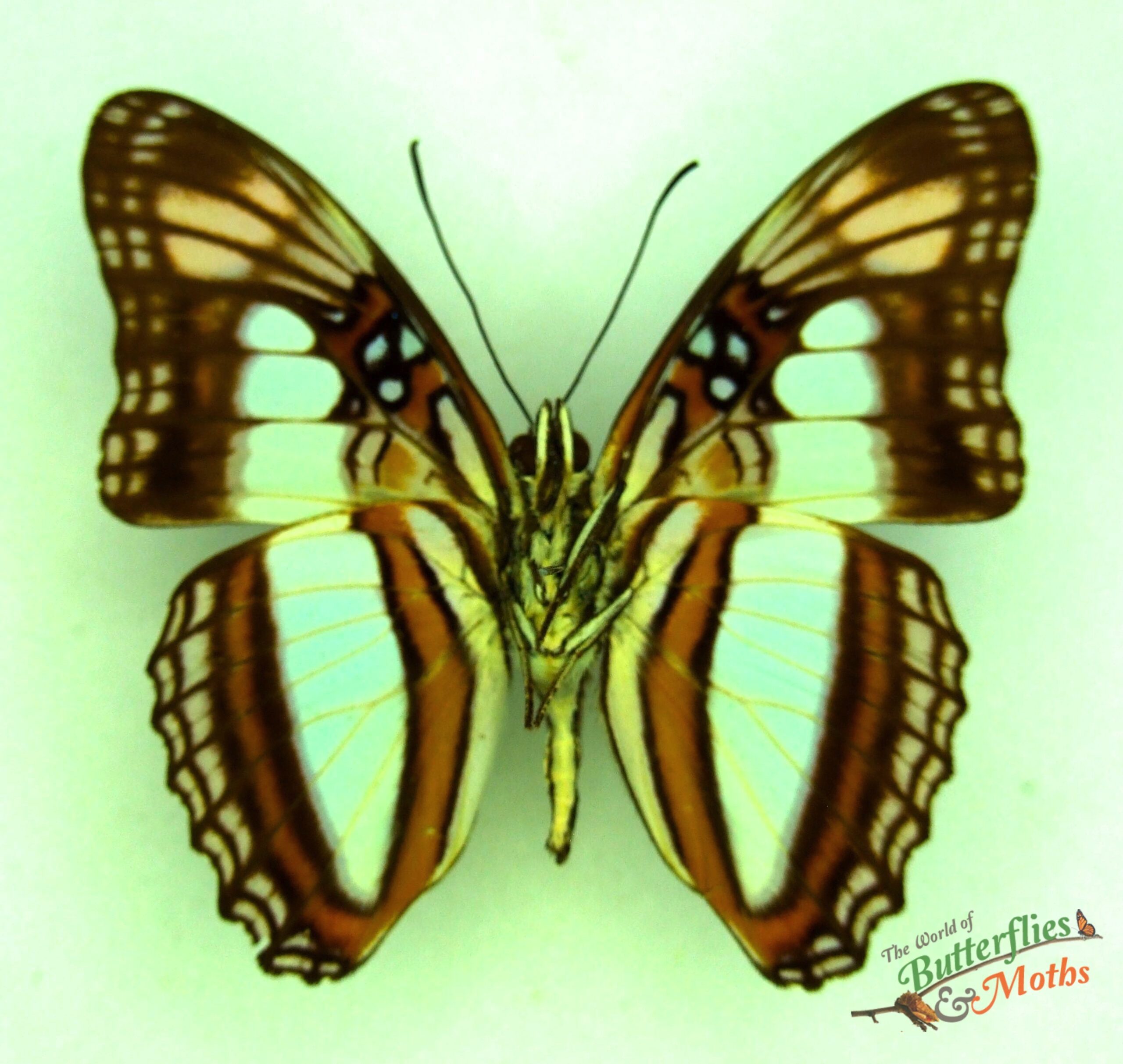 Adelpha serpa The Celerio Sister Peru A1- World of Butterflies and Moths