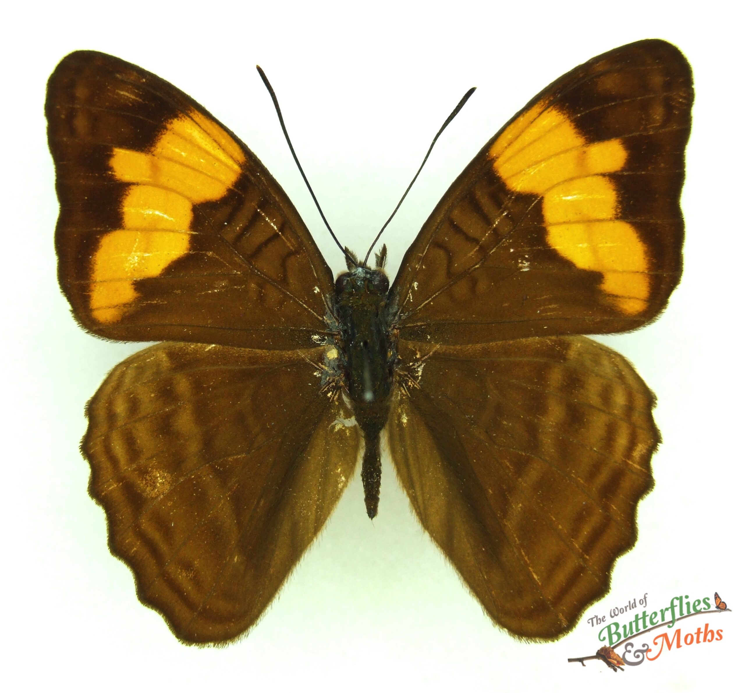 Adelpha irmina The Irmina Sister Peru - World of Butterflies and Moths