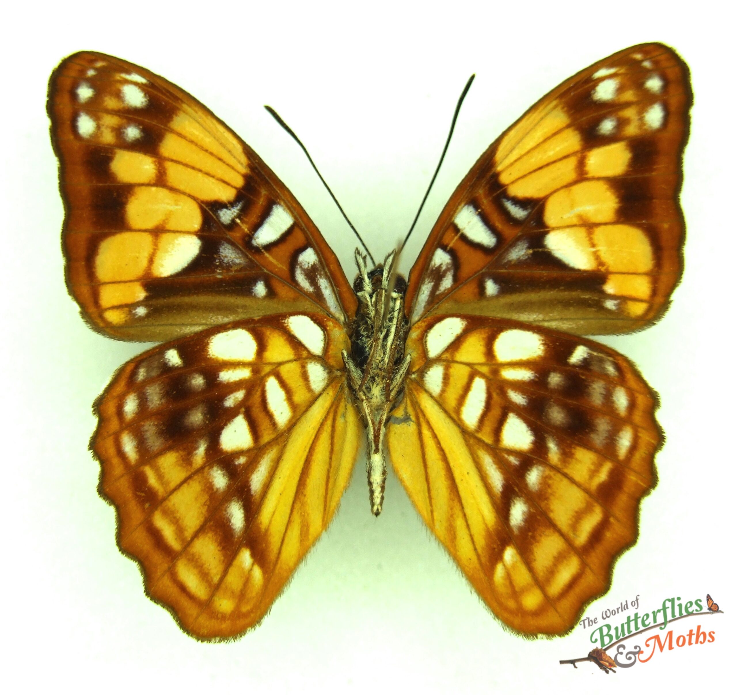 Adelpha irmina The Irmina Sister Peru - World of Butterflies and Moths