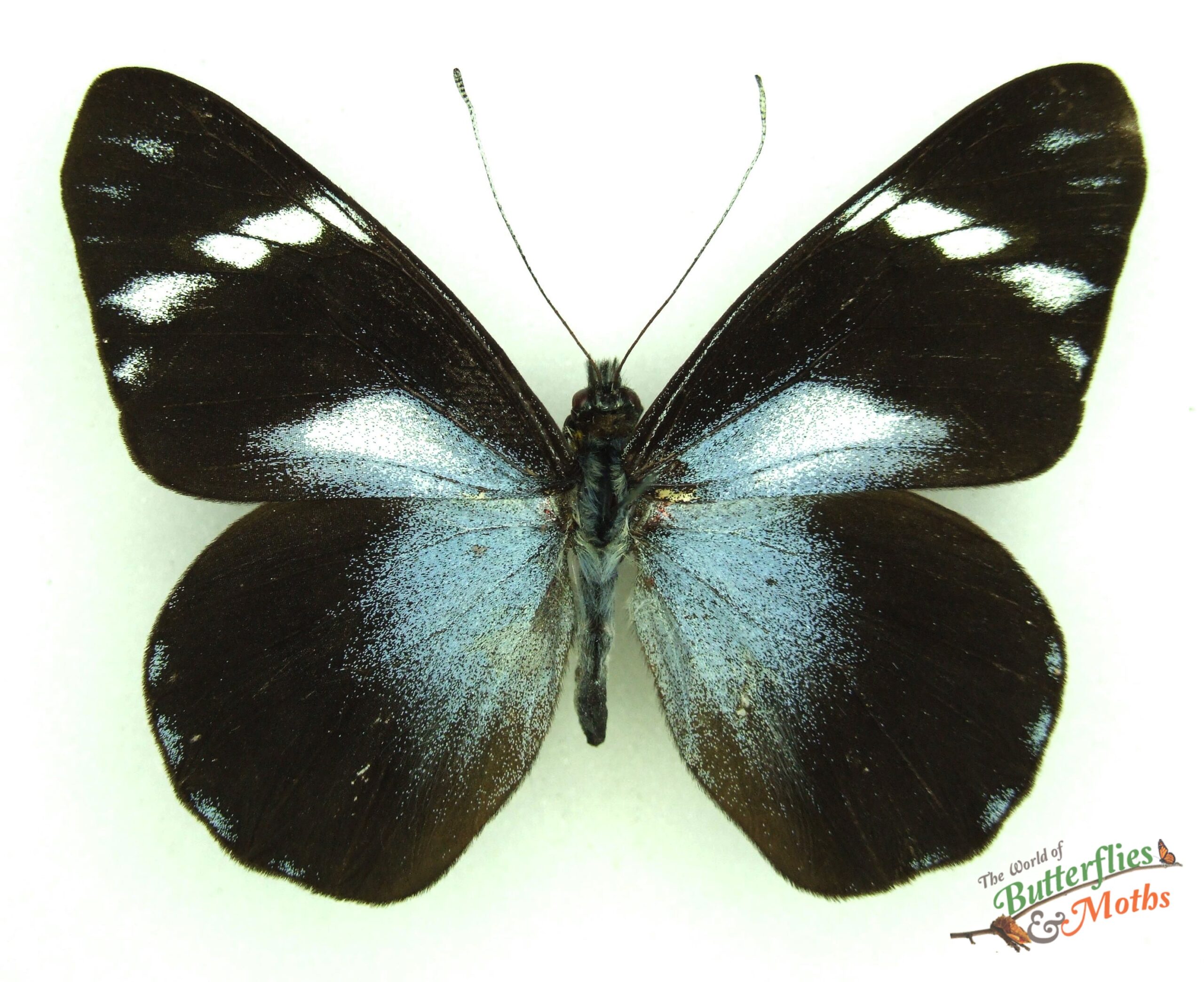 Pereute telthusa Black Ghost butterfly Peru A1- World of Butterflies ...