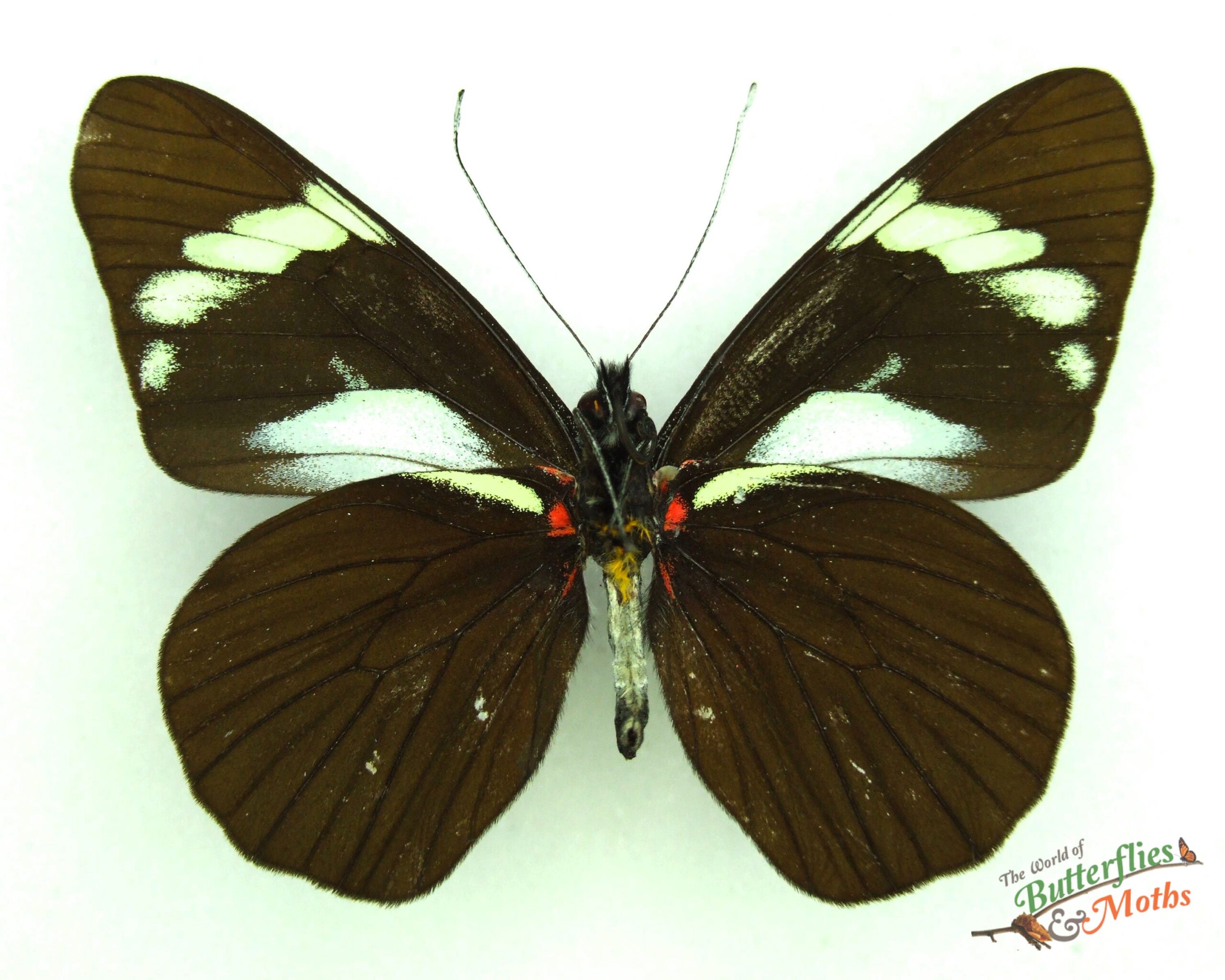 Pereute telthusa Black Ghost butterfly Peru A1- World of Butterflies ...