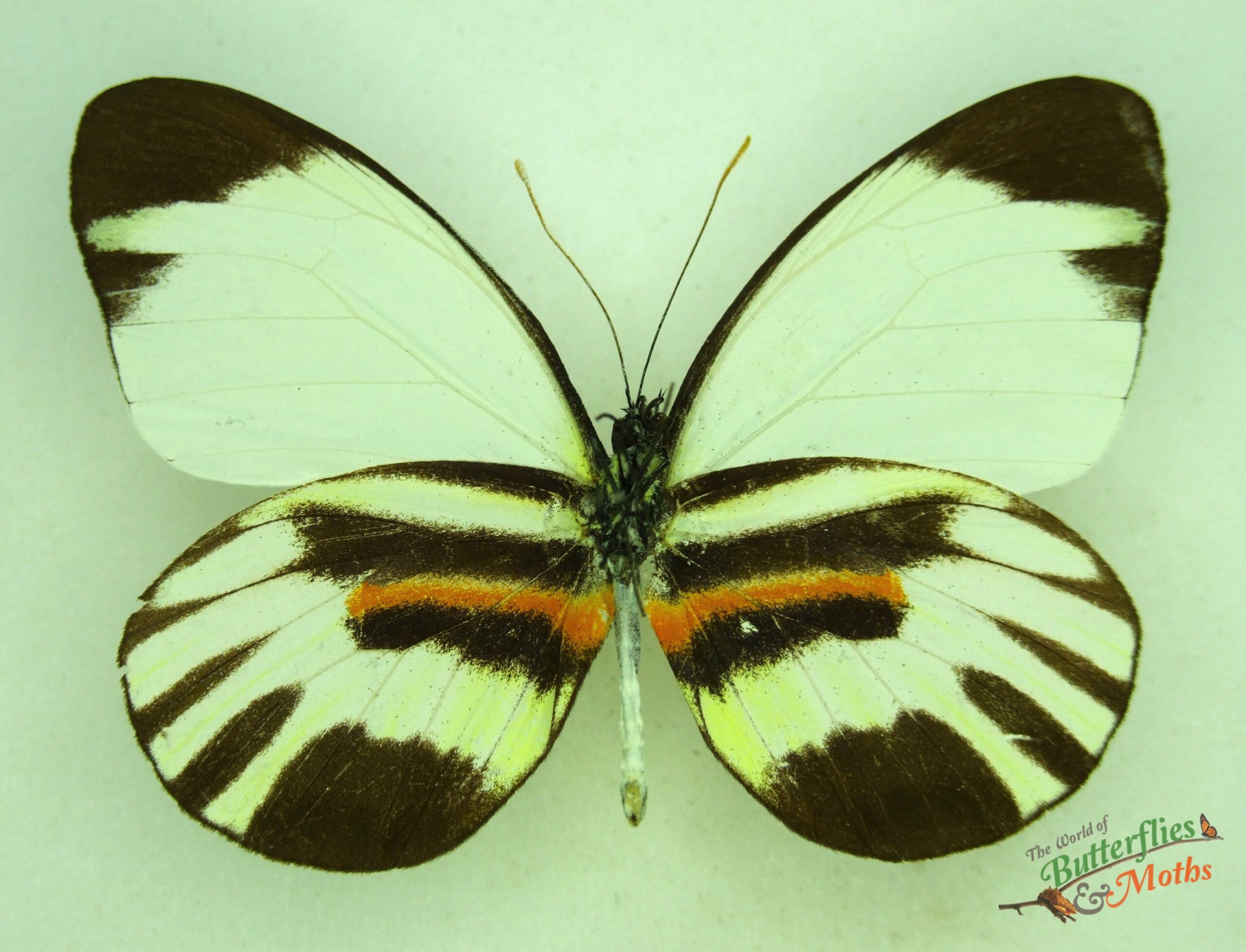 Perrhybris pamela The Pamela butterfly Peru A1- World of Butterflies ...