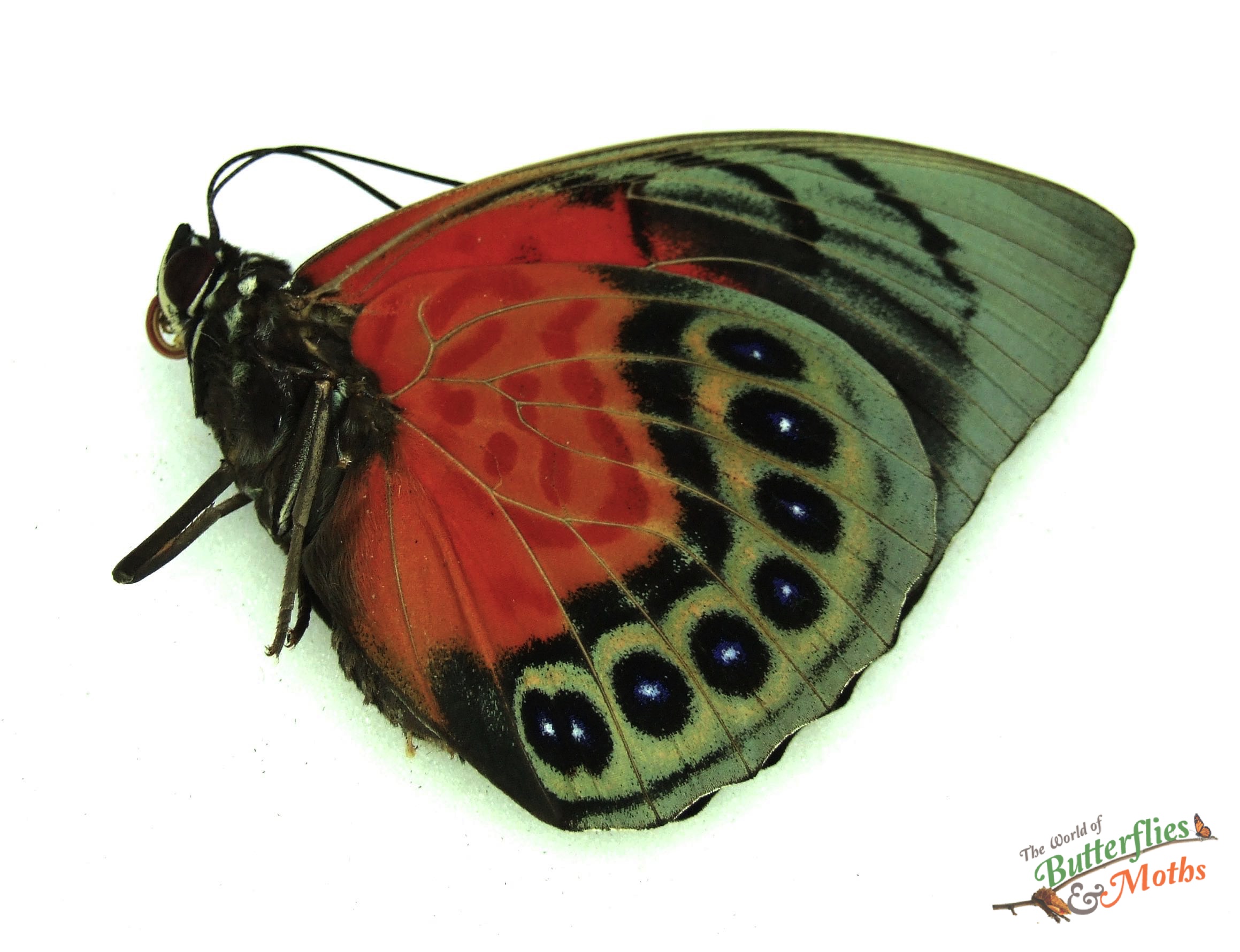 Agrias claudina x Agrias beata Peru - World of Butterflies and Moths