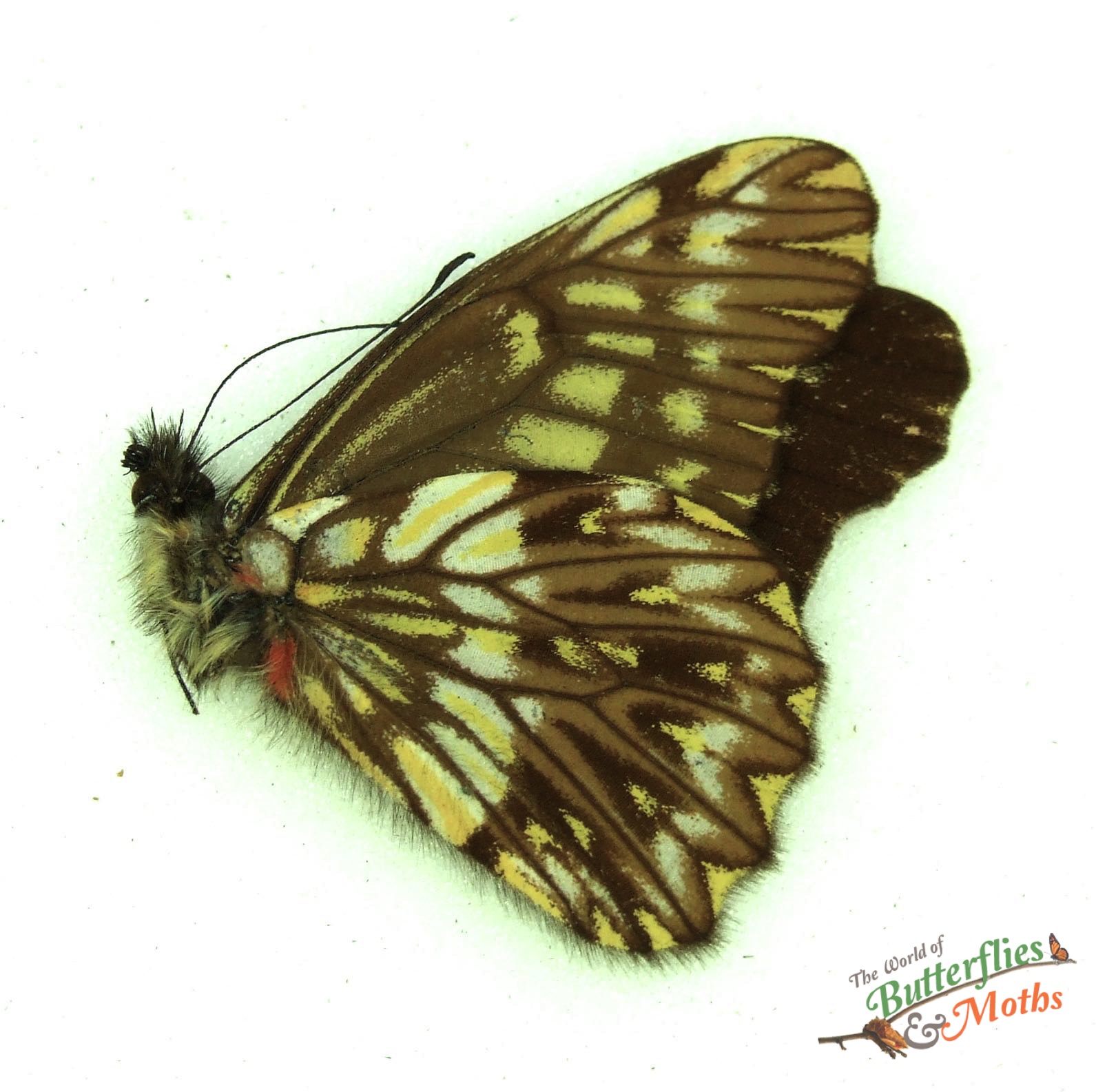 Catastica huancabambensis Peru A1- World of Butterflies and Moths