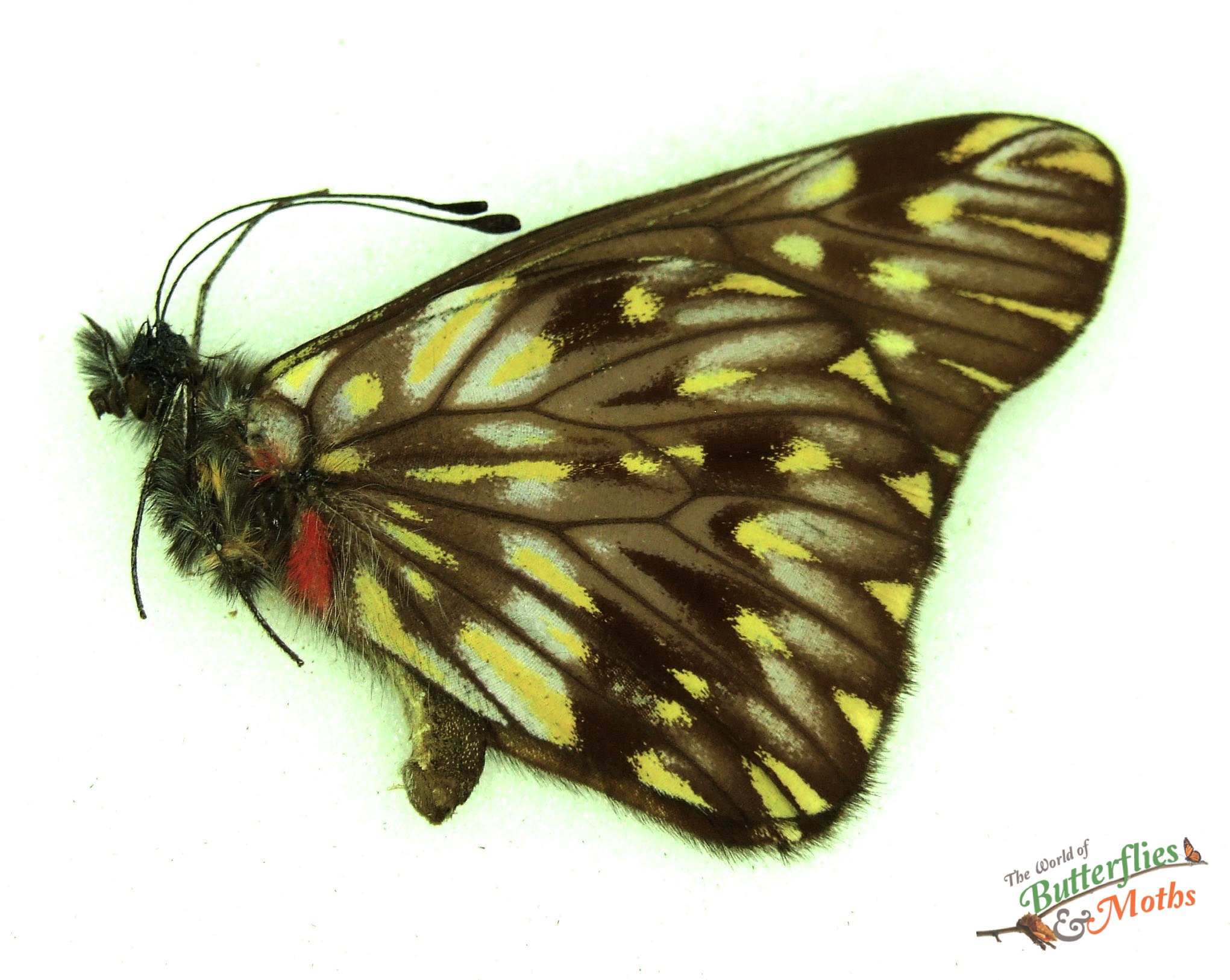 Catastica philone Peru A1- World of Butterflies and Moths